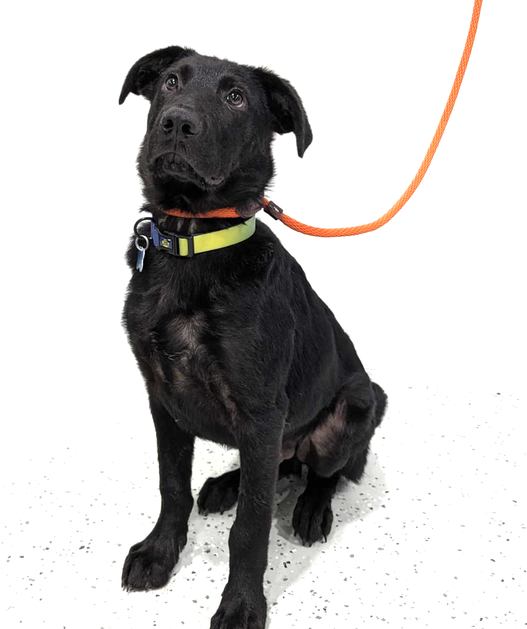 Dog for Adoption - Dodger, a Labrador Retriever in Newport, MN | Alpha Paw