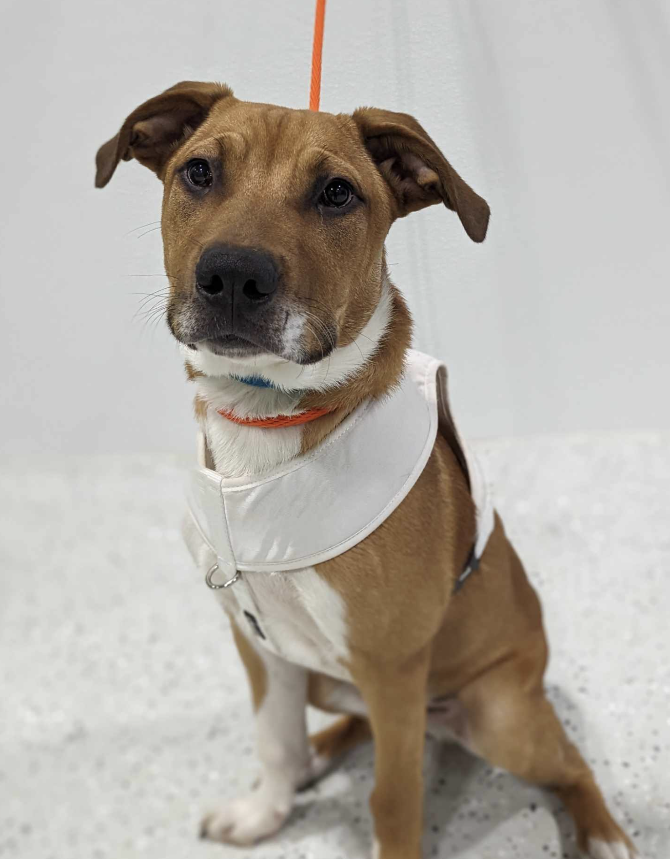 Dog for Adoption - Axel, a Golden Retriever in Afton, MN | Alpha Paw