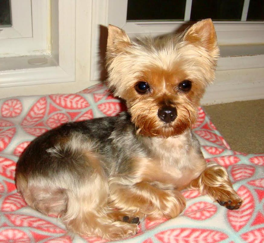 Foxie Roxie's Web Page
