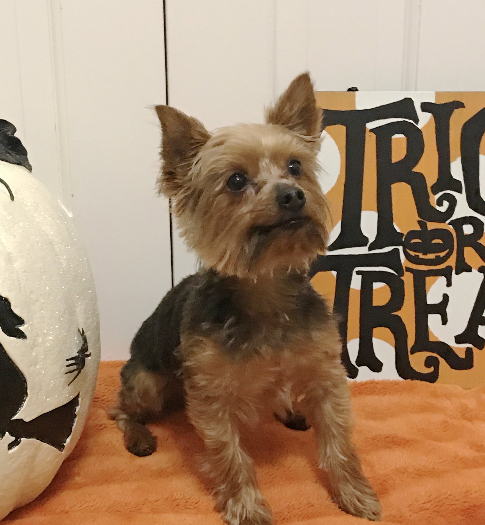 Buddy Boo's Web Page