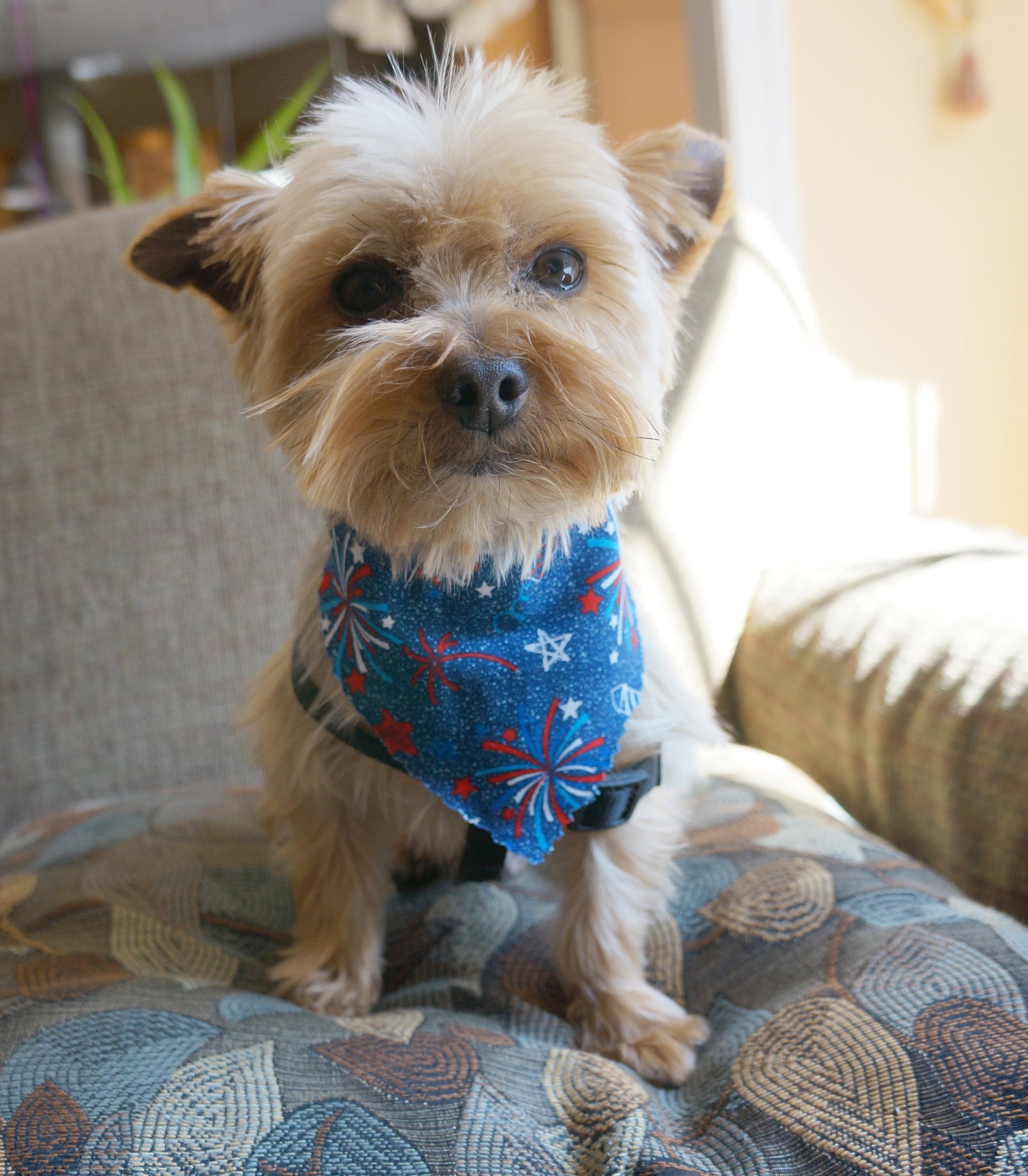 Nikko's Web Page