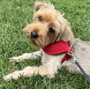 Welcome Save A Yorkie Rescue