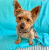 Welcome Save A Yorkie Rescue