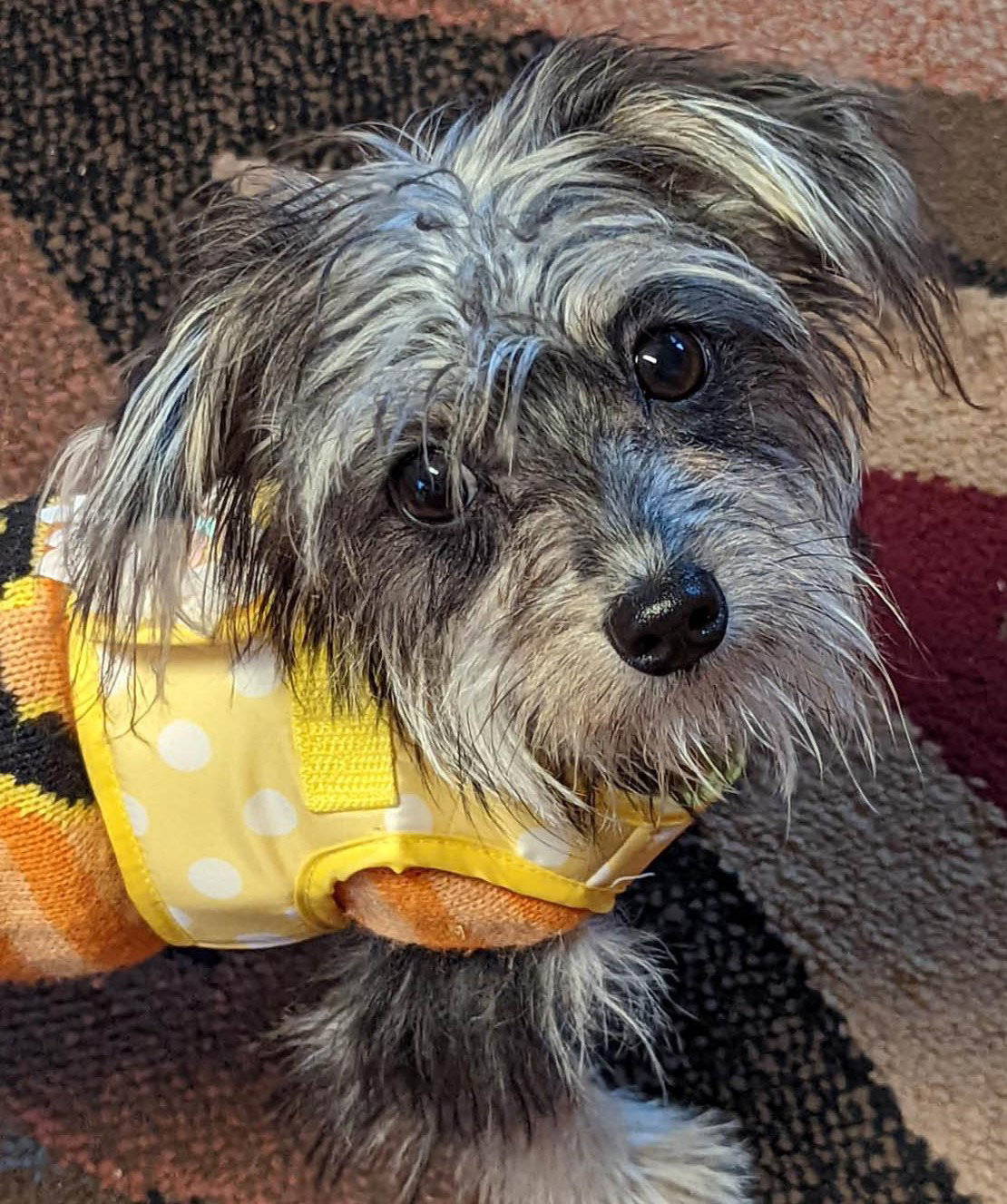 Dog for Adoption - Nutmegg, a Yorkshire Terrier Yorkie in Seaford, DE ...