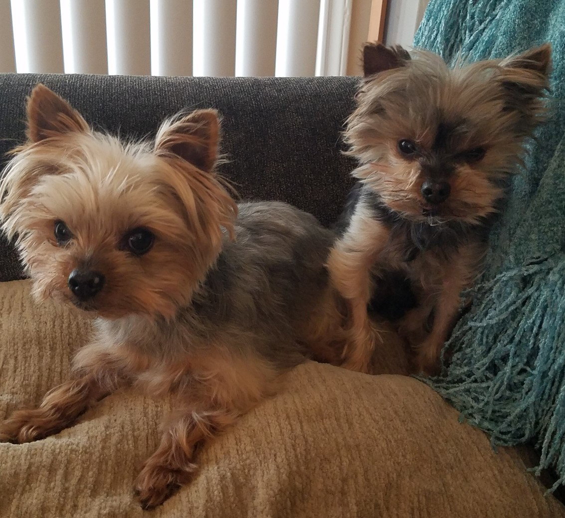 Dog for Adoption - Scoutt, a Yorkshire Terrier Yorkie in Towson, MD ...