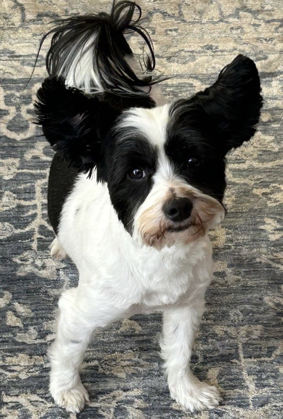 Dog for Adoption - Beethoven, a Biewer in Batavia, NY | Alpha Paw