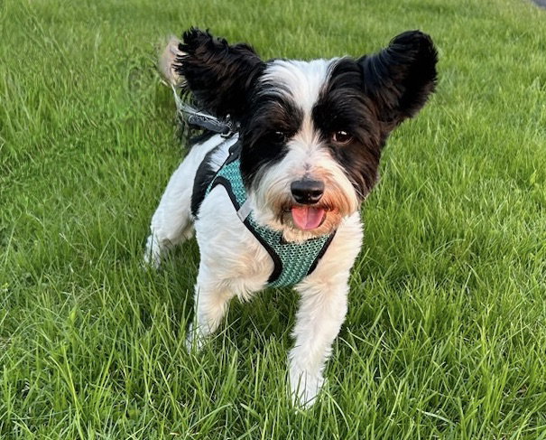 Dog for Adoption - Beethoven, a Biewer in Batavia, NY | Alpha Paw