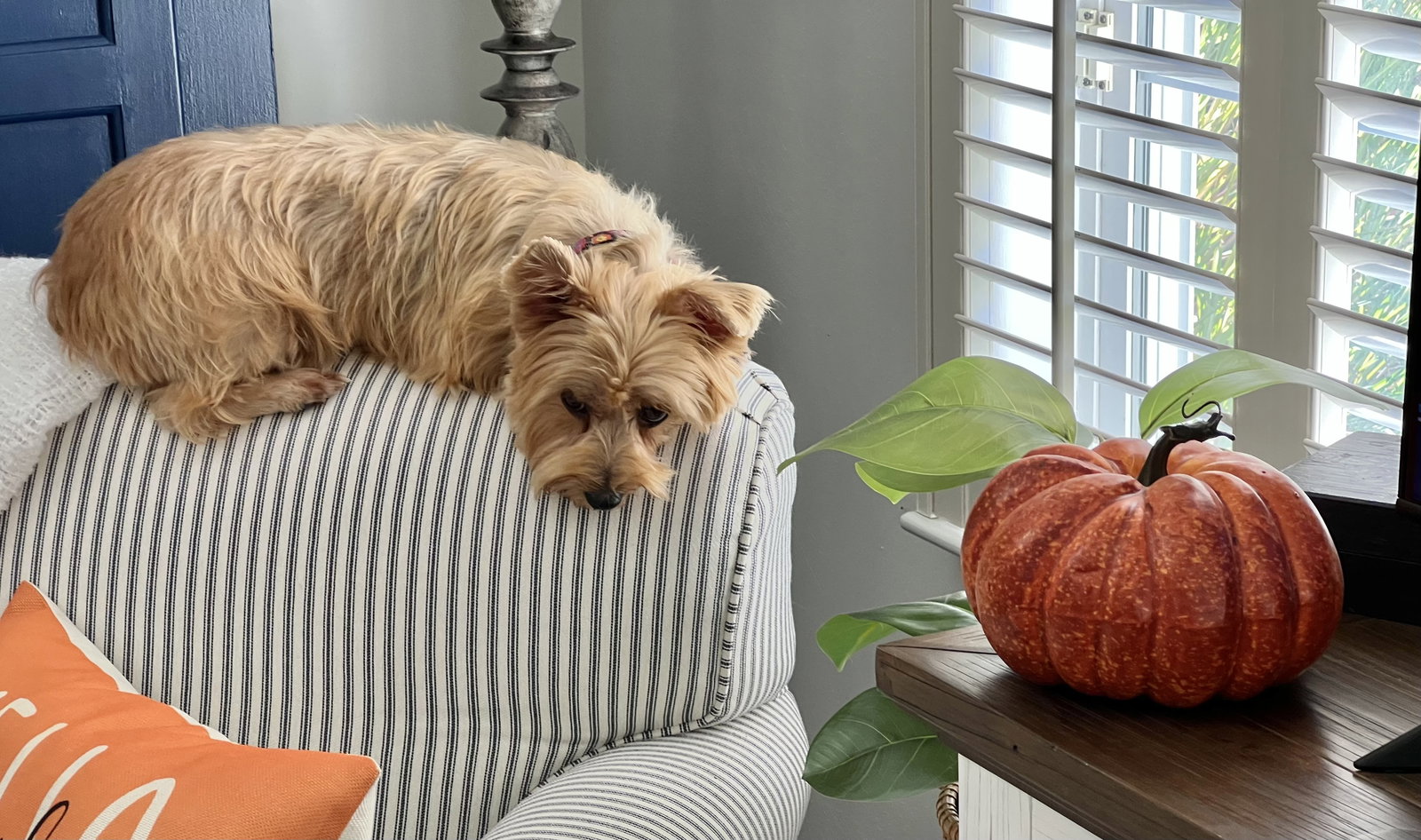 Dog for Adoption - Pumpkin, a Yorkshire Terrier Yorkie in City Of ...