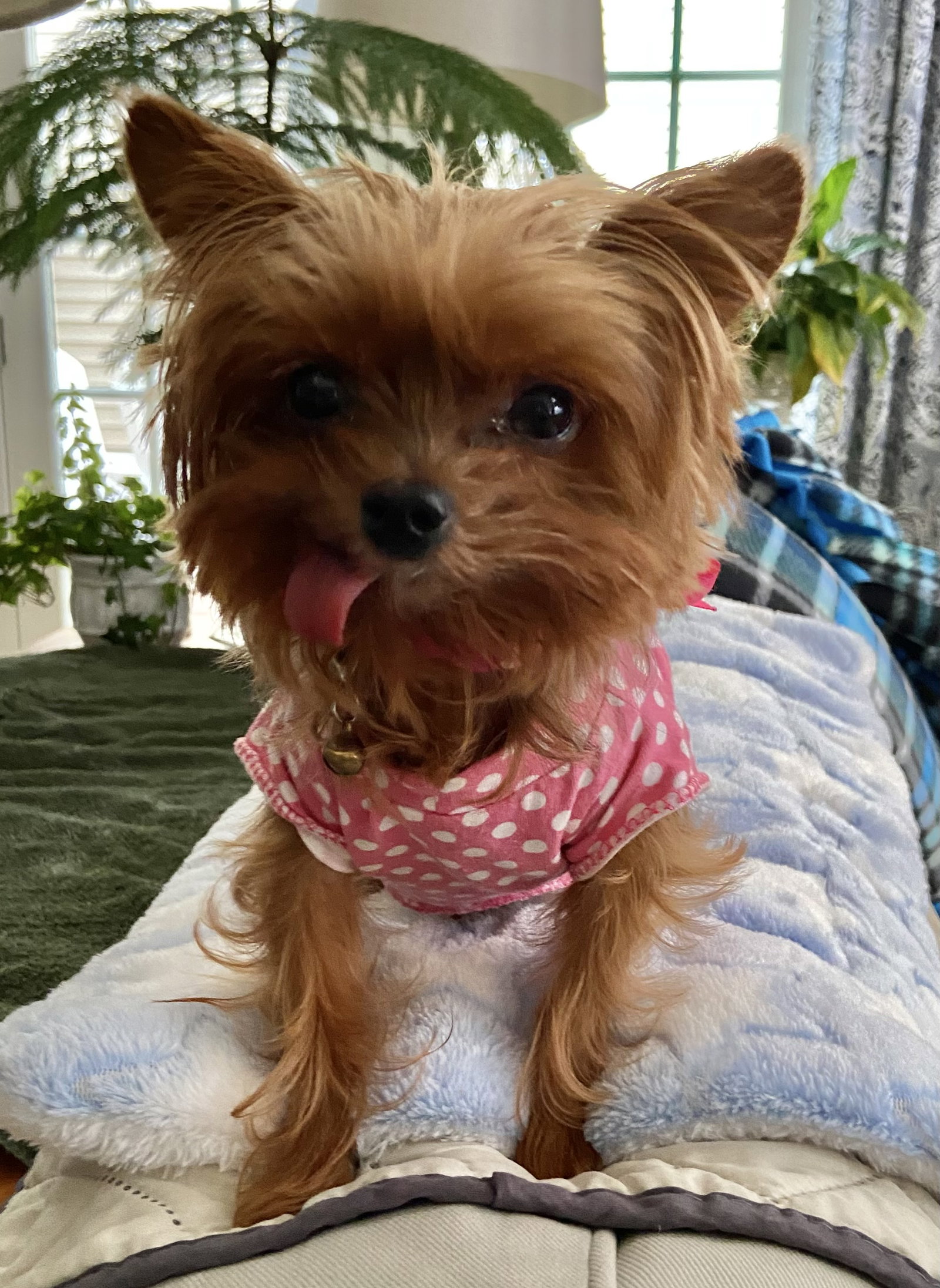 Dog for Adoption - A Marlie, a Yorkshire Terrier Yorkie in City Of ...
