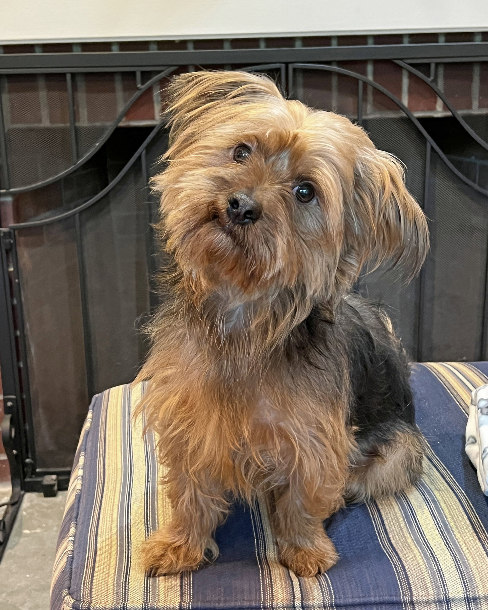 Dog adoption in New Canaan, CT 06840: Yorkshire Terrier Yorkie Dog "A ...