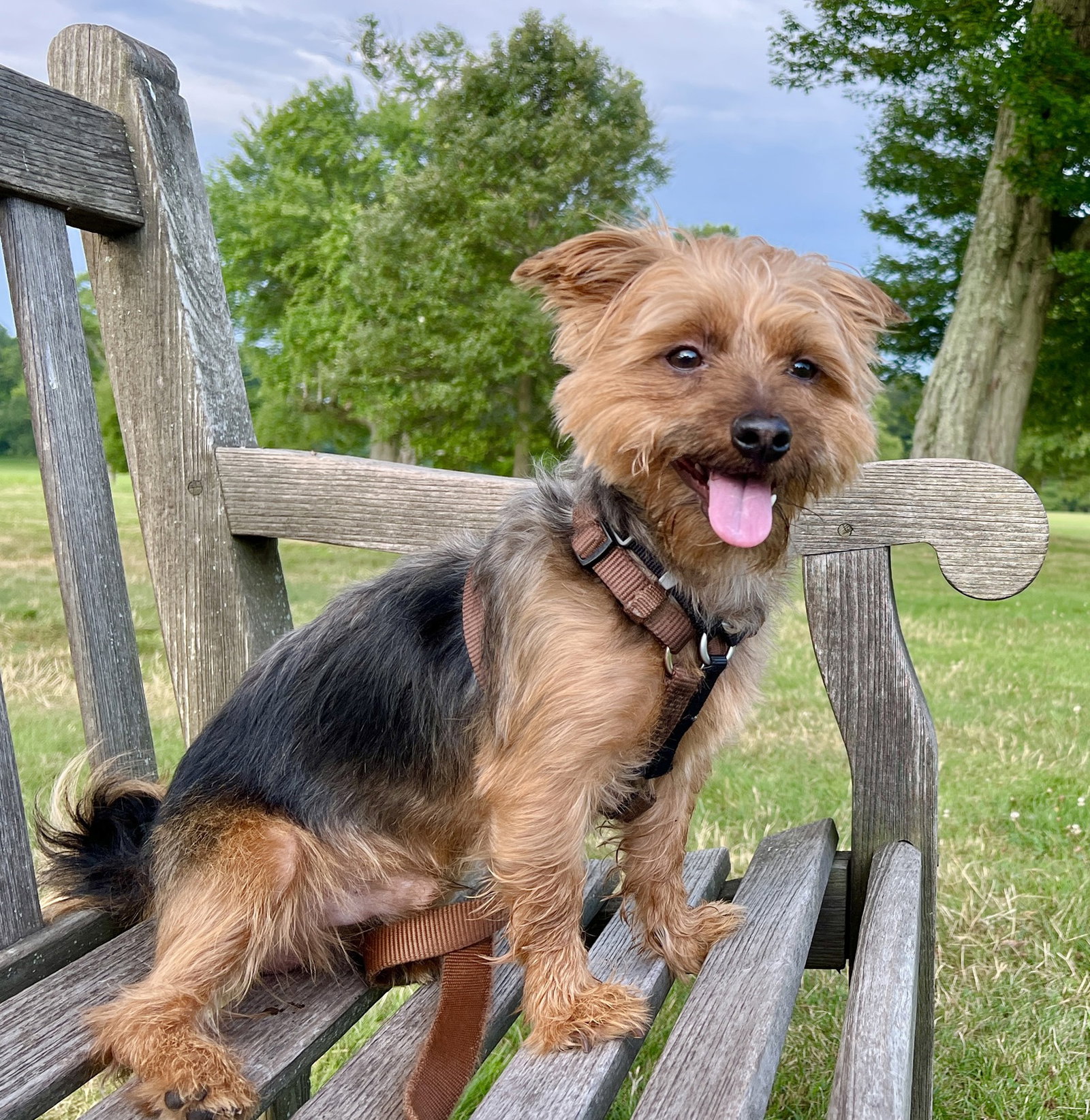 Dog adoption in New Canaan, CT 06840: Yorkshire Terrier Yorkie Dog ...