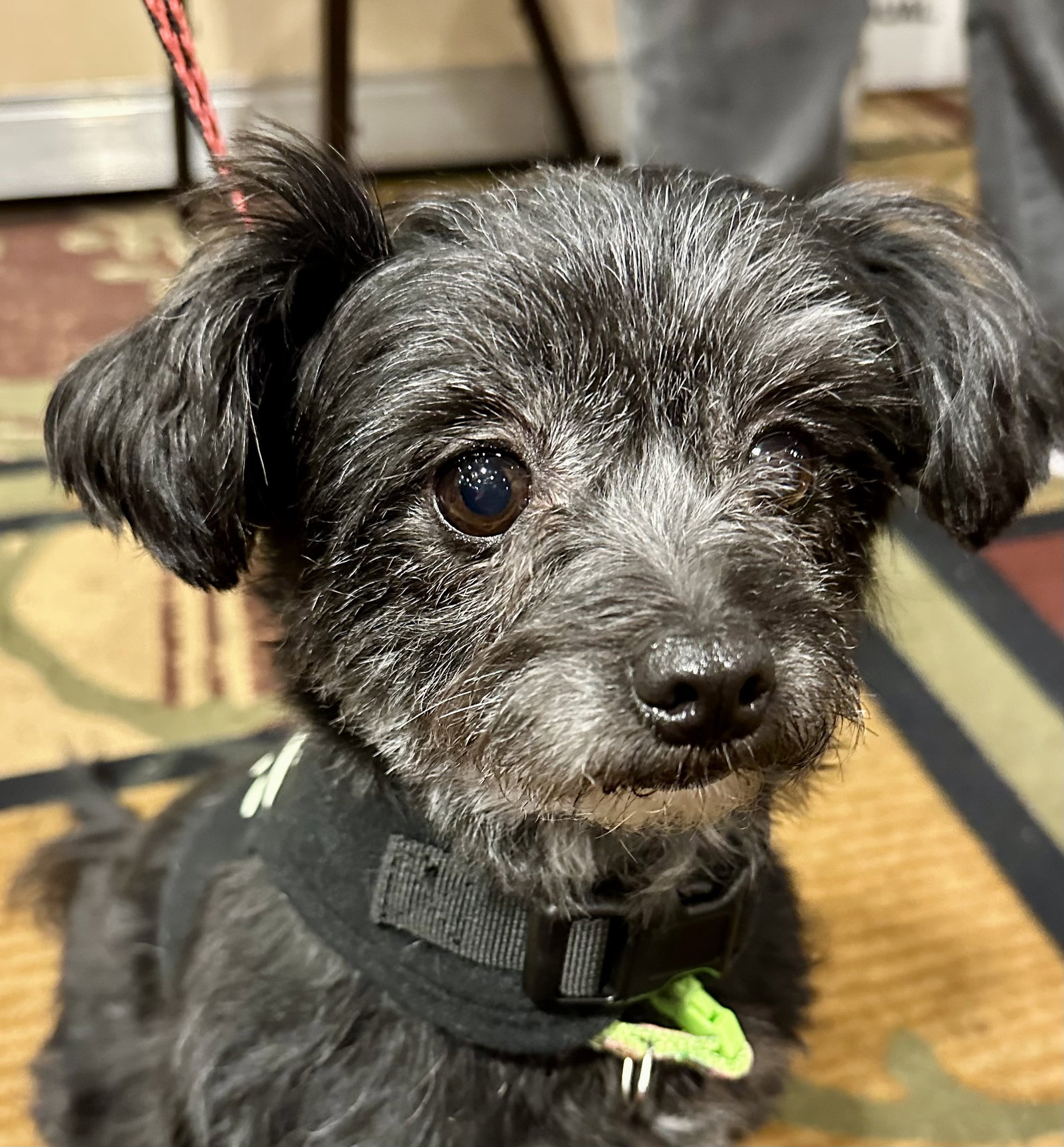 Dog adoption in Pittsburgh, PA 15241: Yorkshire Terrier Yorkie Dog "Leah"