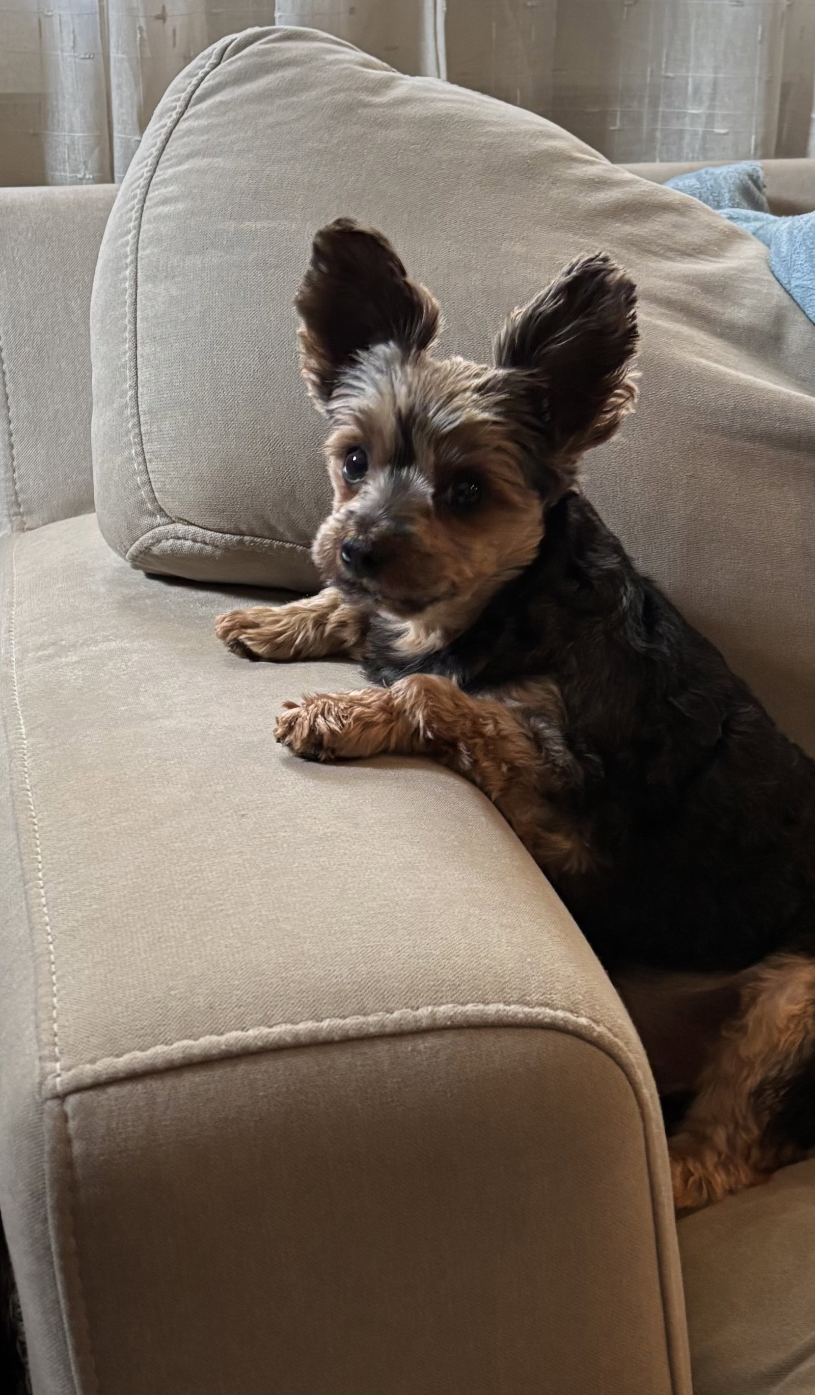 Dog for Adoption - A Yoshi, a Yorkshire Terrier Yorkie in Hackensack ...