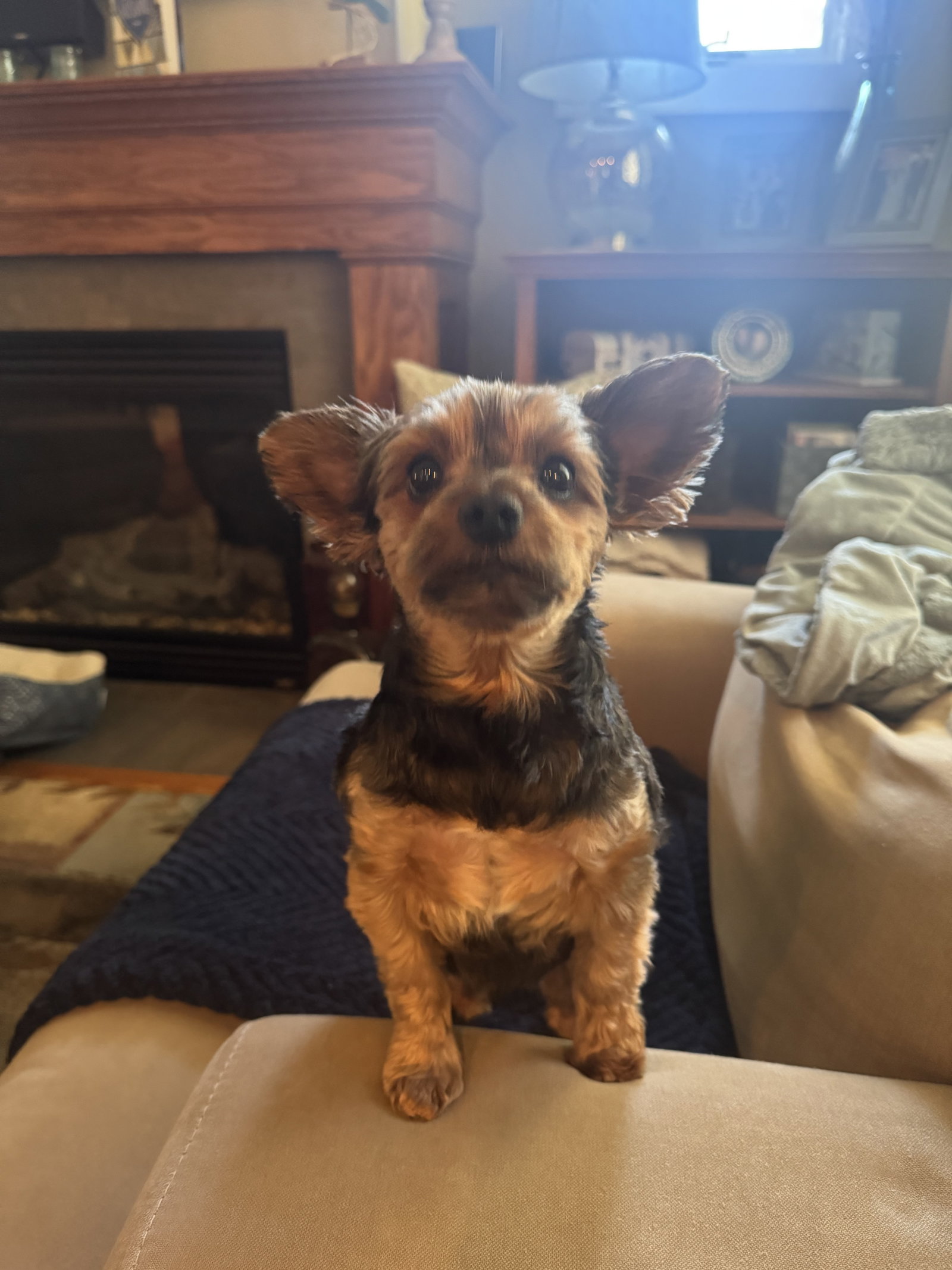 Dog for Adoption - A Yoshi, a Yorkshire Terrier Yorkie in Brooklyn, NY ...