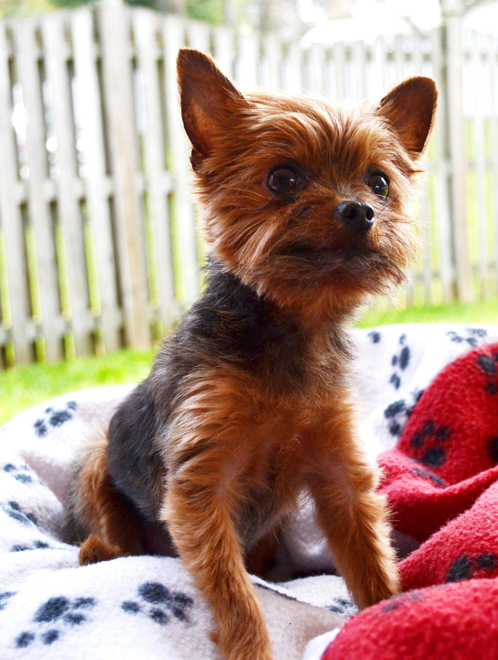 Bebe Bear's Web Page
