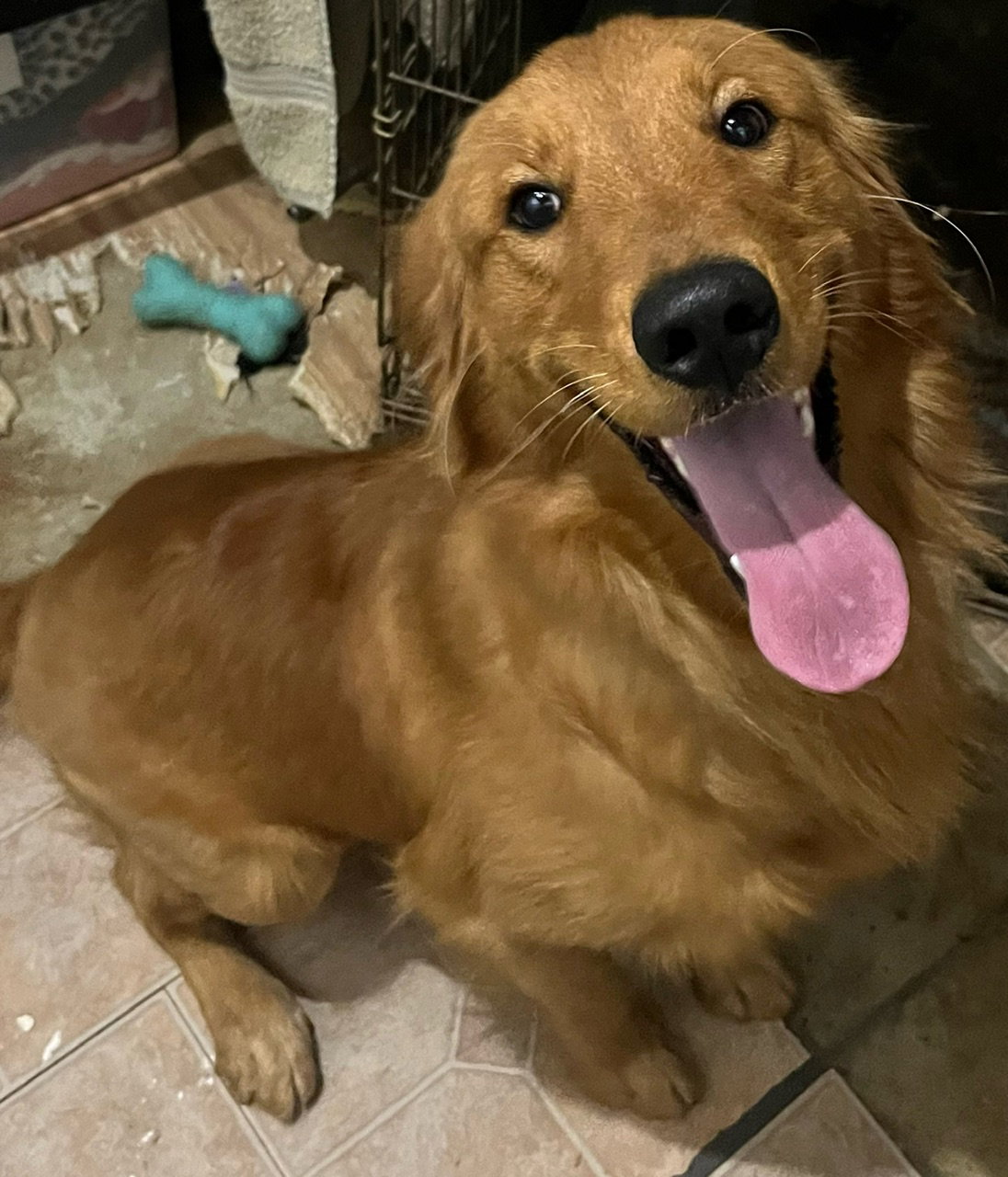 Dog for Adoption - Jax, a Golden Retriever in Glasgow, DE | Alpha Paw