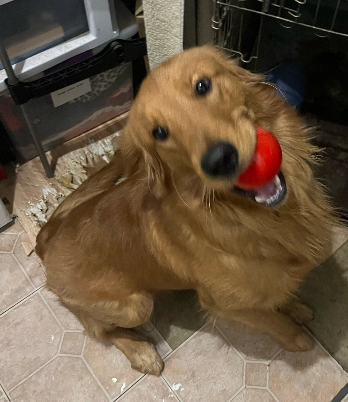 Dog for Adoption - Jax, a Golden Retriever in Glasgow, DE | Alpha Paw