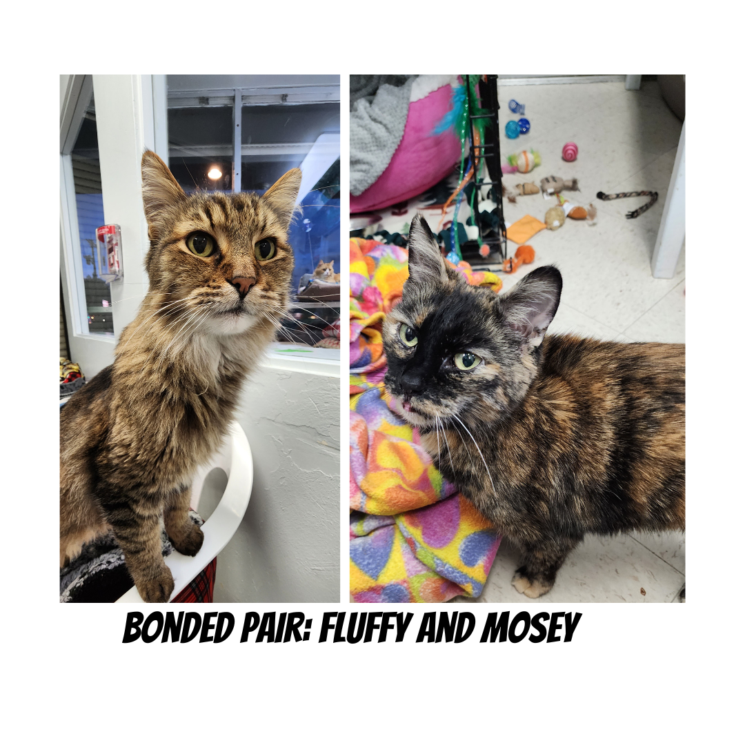 Cat adoption in Denver, CO 80215: Domestic Long Hair / Mixed Cat "Mosey ...