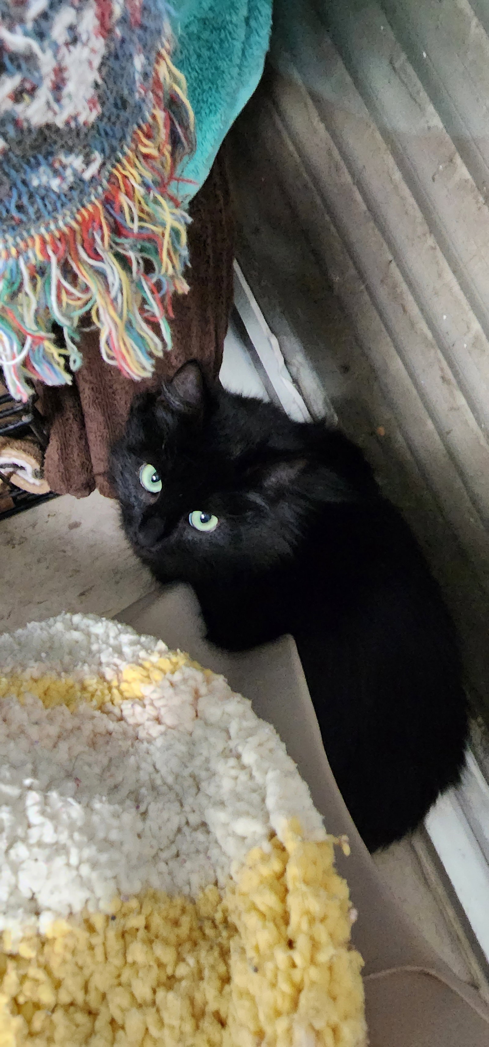 Cats for Adoption in Denver, Colorado | Alpha Paw