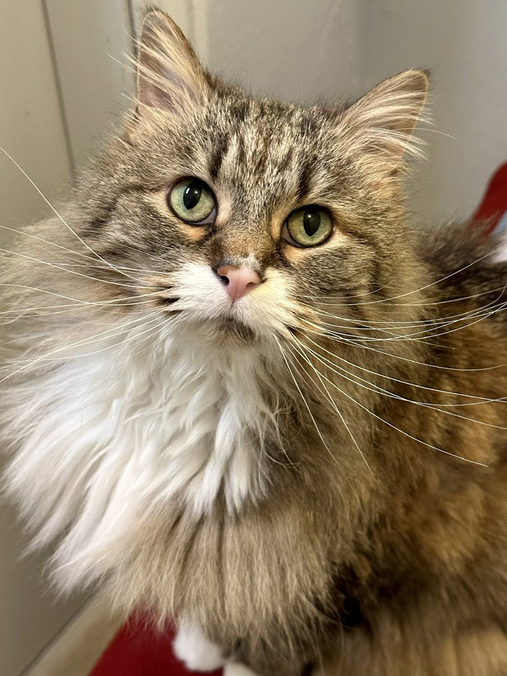 Cat adoption in Denver, CO 80215: Domestic Long Hair (long coat) Cat ...