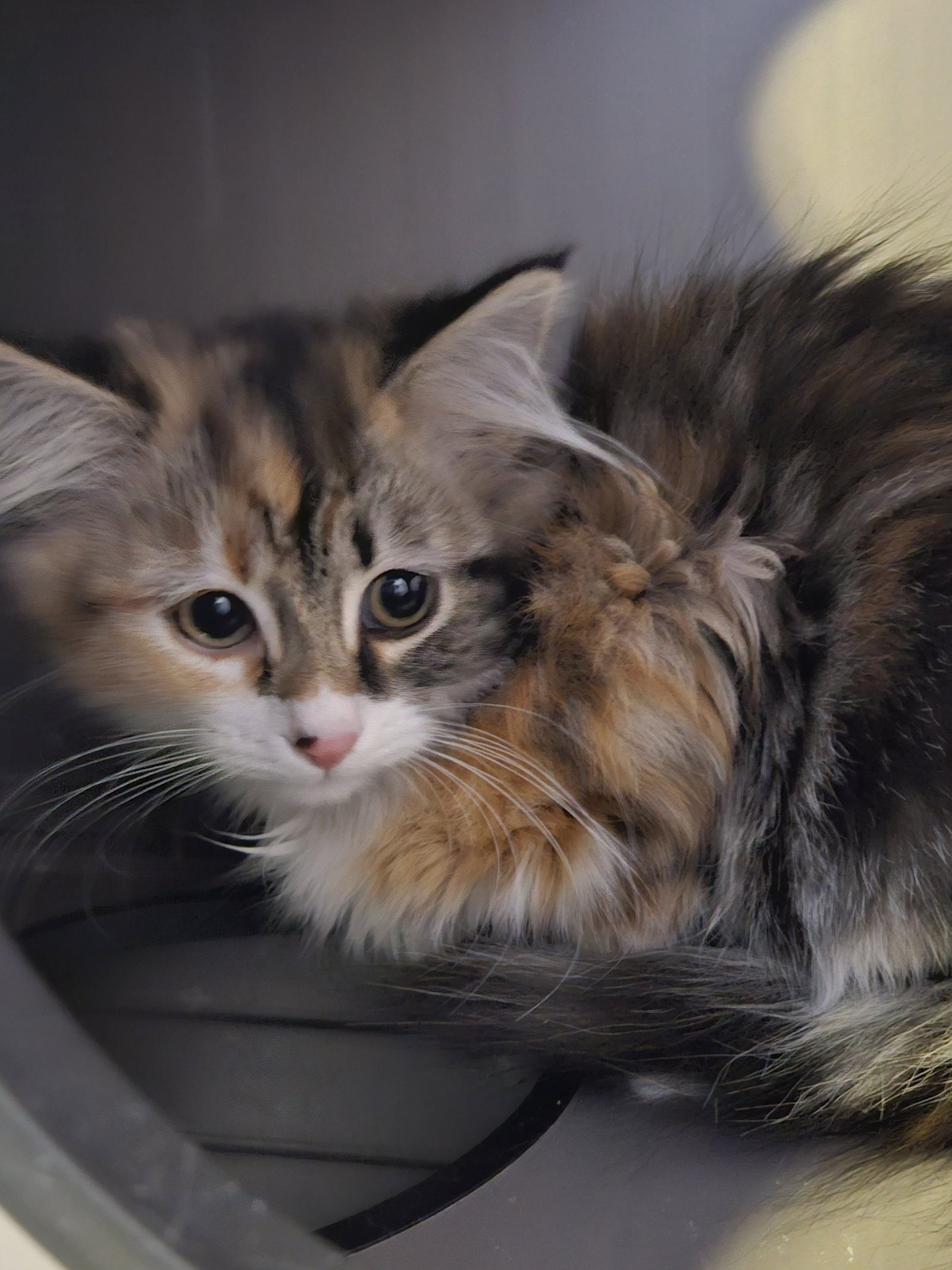 Cats for Adoption in Denver County, Colorado | Alpha Paw