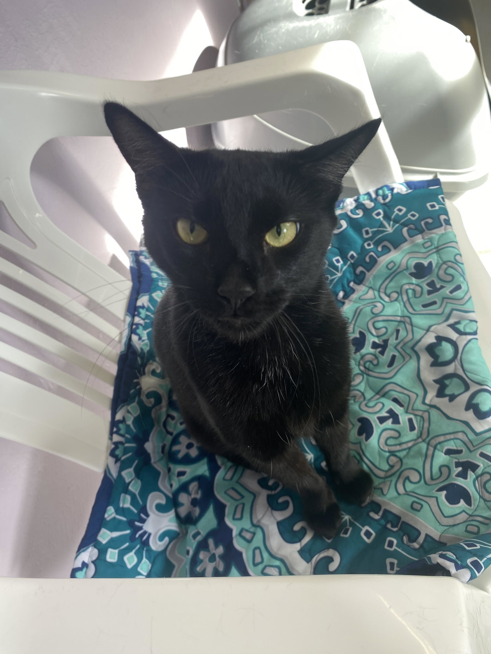 Cat adoption in Denver, CO 80215: Domestic Short Hair (short coat) Cat ...