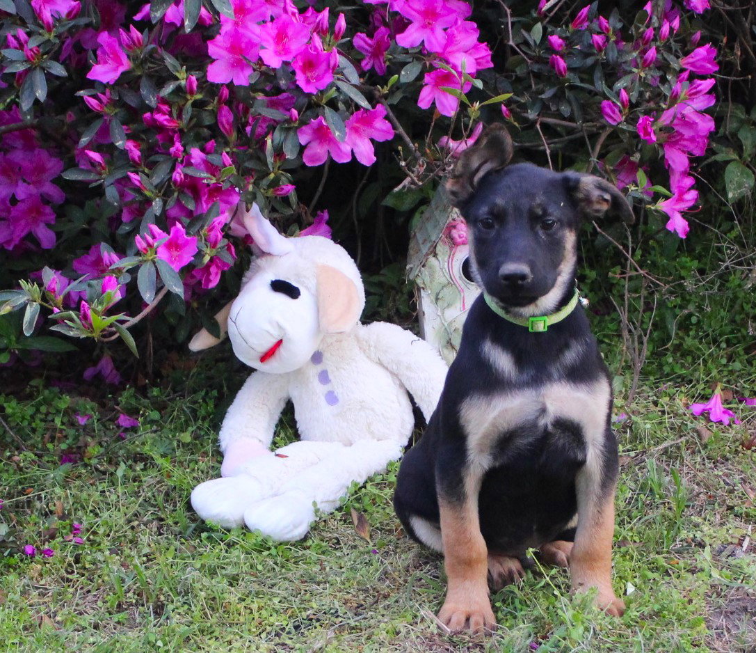 Dog for Adoption - Bishop-8wks Neuter Contract Required $425, a German ...
