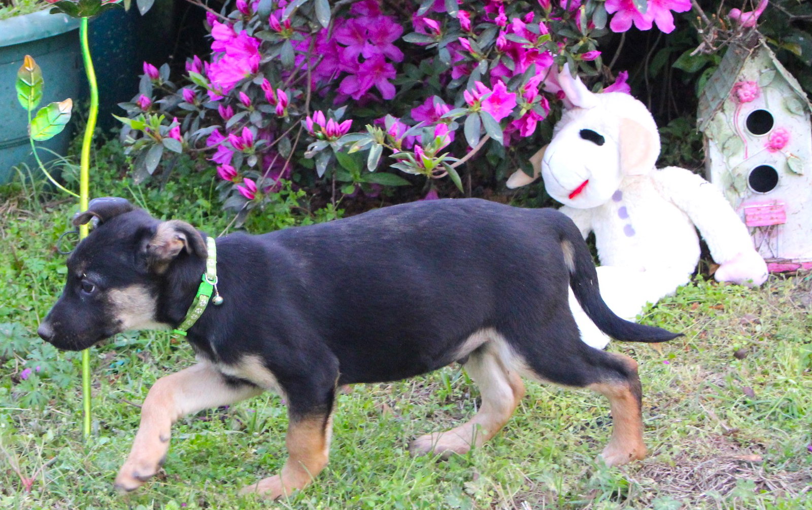 Dog for Adoption - Bishop-8wks Neuter Contract Required $425, a German ...