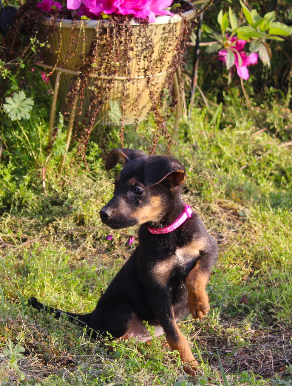 Dog for Adoption - Toodles-5months-Playful/ Spay Contract Req $175, a ...