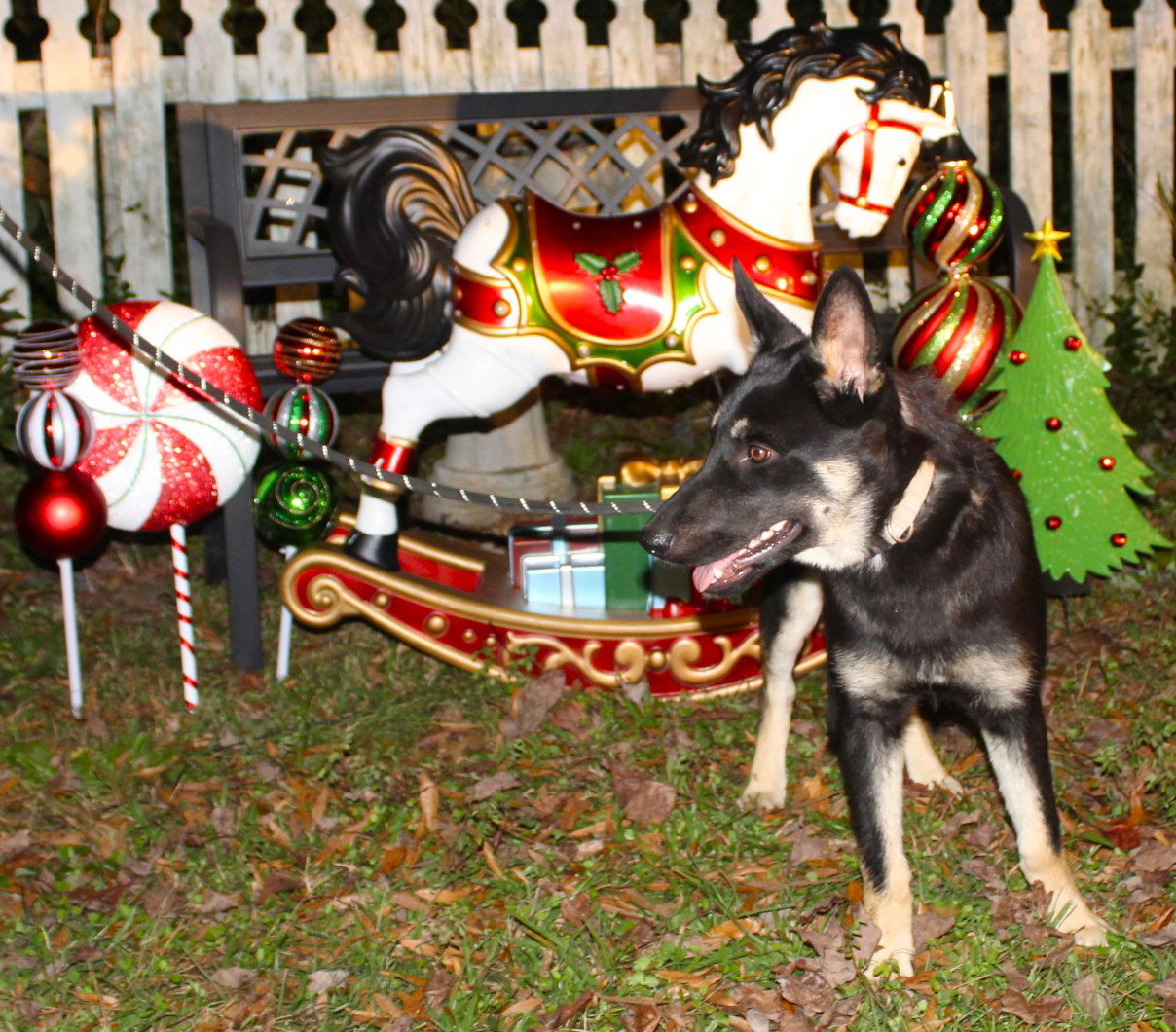 Dog for Adoption - Mac-5 months-Neuter Contract Required $425, a German ...