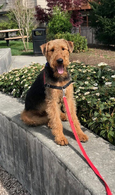 Dog for Adoption - Baker, a Airedale Terrier in Portland, OR | Alpha Paw