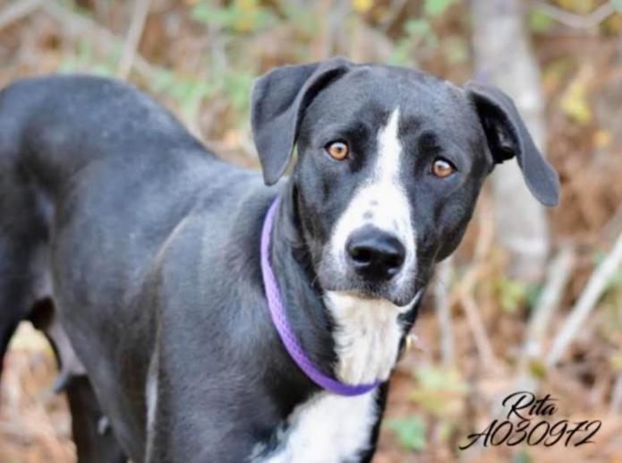 Dog adoption in Aurora, CO 80012: Labrador Retriever / Blue Lacy ...