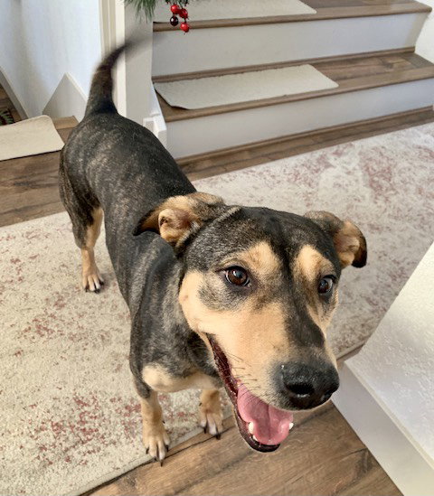 Dog for Adoption - Jaja, a Shepherd in Denver, CO | Alpha Paw