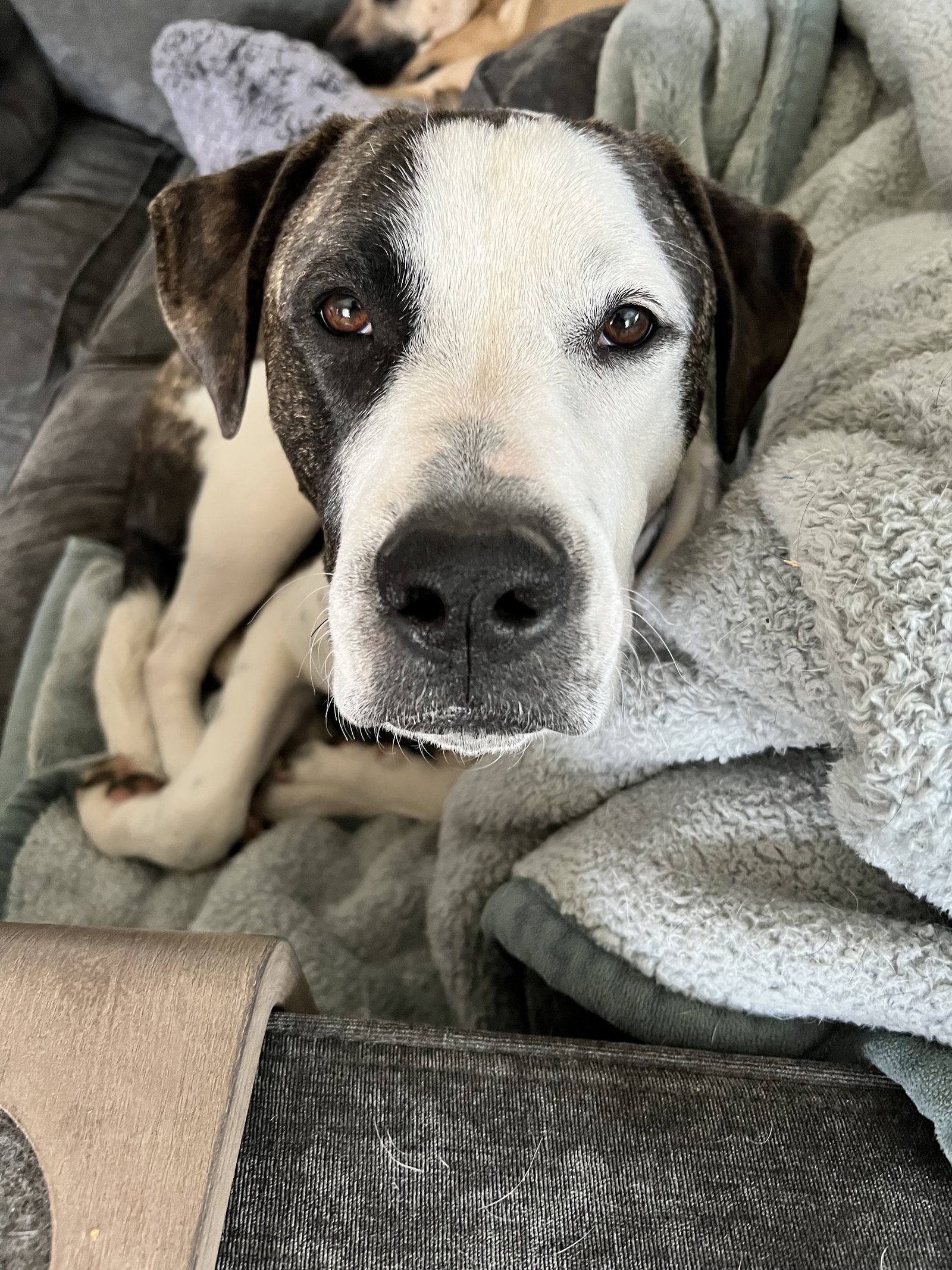 Dog for Adoption - Zeus, a Pointer in Broomfield County, CO | Alpha Paw
