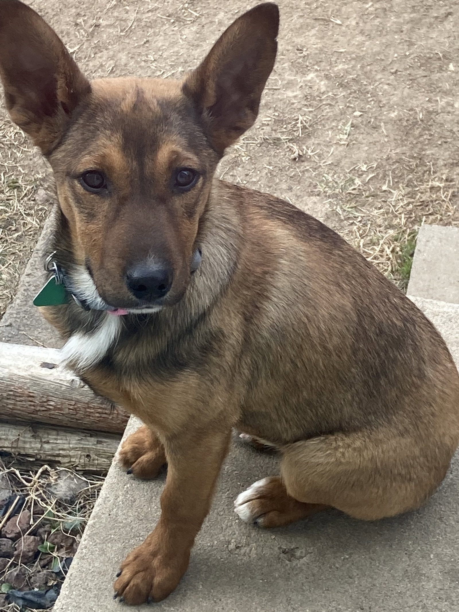 Dog for Adoption - Snickers, a Labrador Retriever in Denver, CO | Alpha Paw