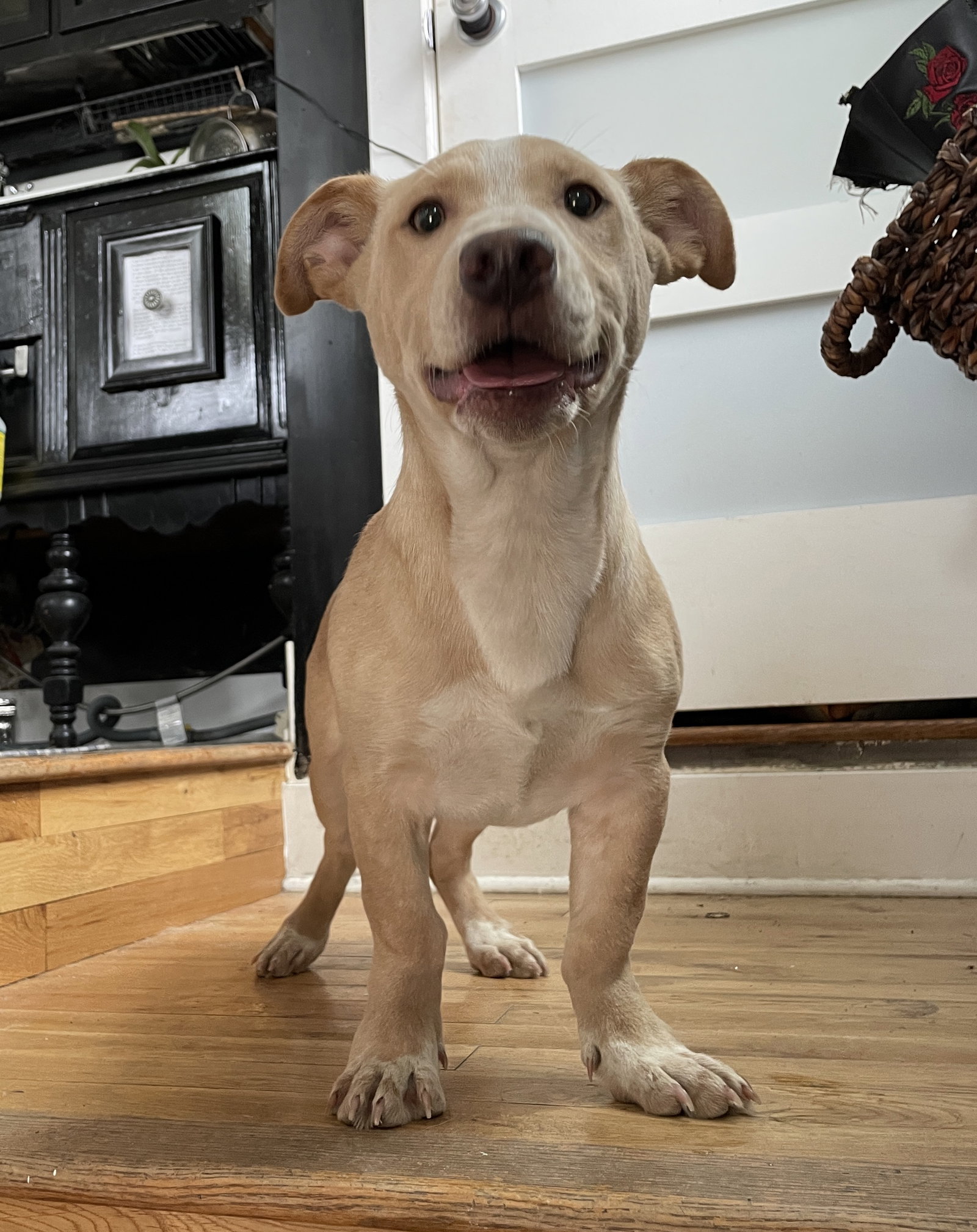 Dog for Adoption - Stanley, a Labrador Retriever in Denver, CO | Alpha Paw