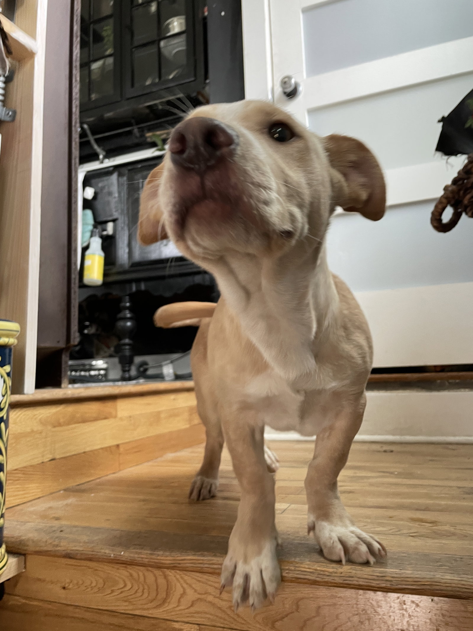 Dog for Adoption - Stanley, a Labrador Retriever in Denver, CO | Alpha Paw