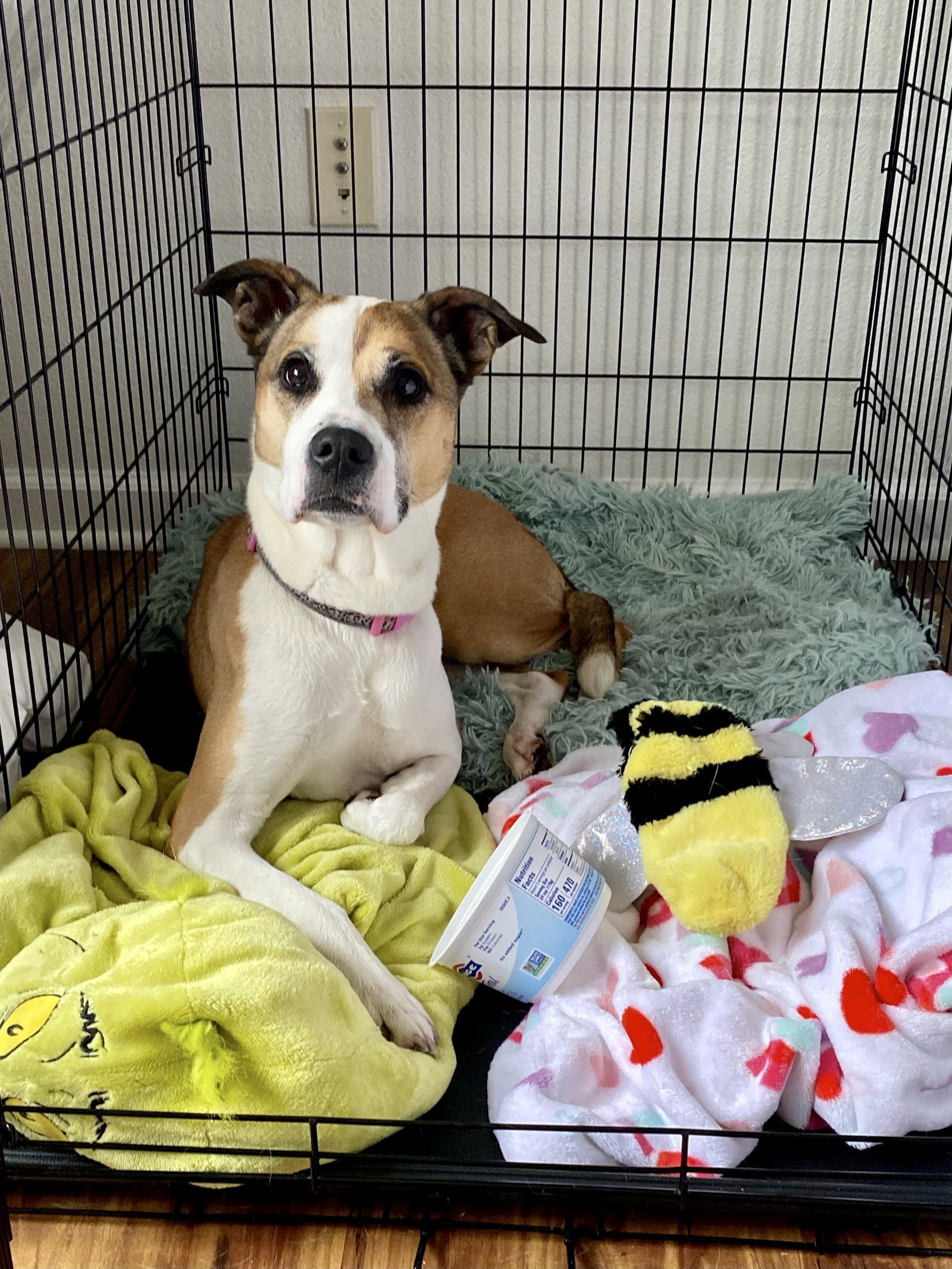 Dog for Adoption - Mindy, a Boxer in Broomfield, CO | Alpha Paw