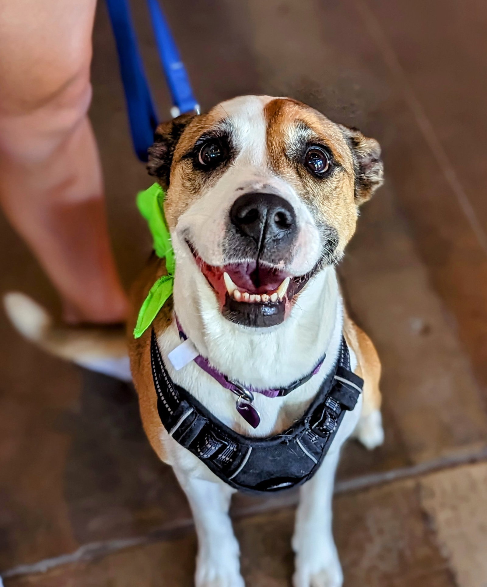Dog for Adoption - Mindy, a Boxer in Broomfield, CO | Alpha Paw