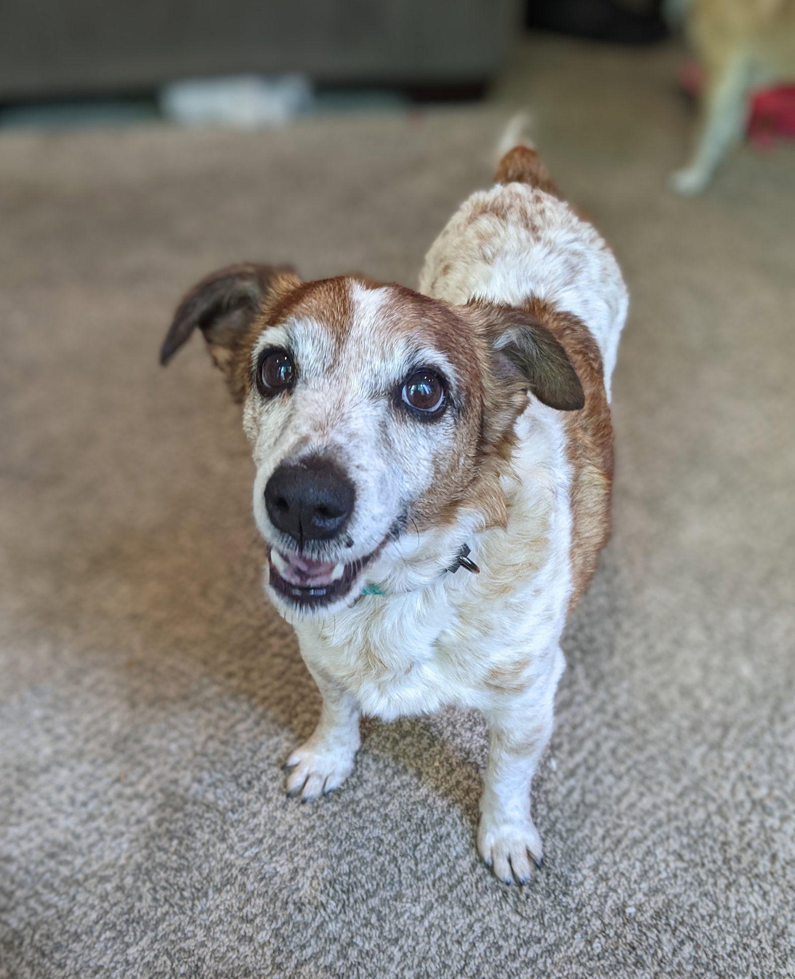Dog for Adoption - Franklin, a Jack Russell Terrier in Superior, CO ...