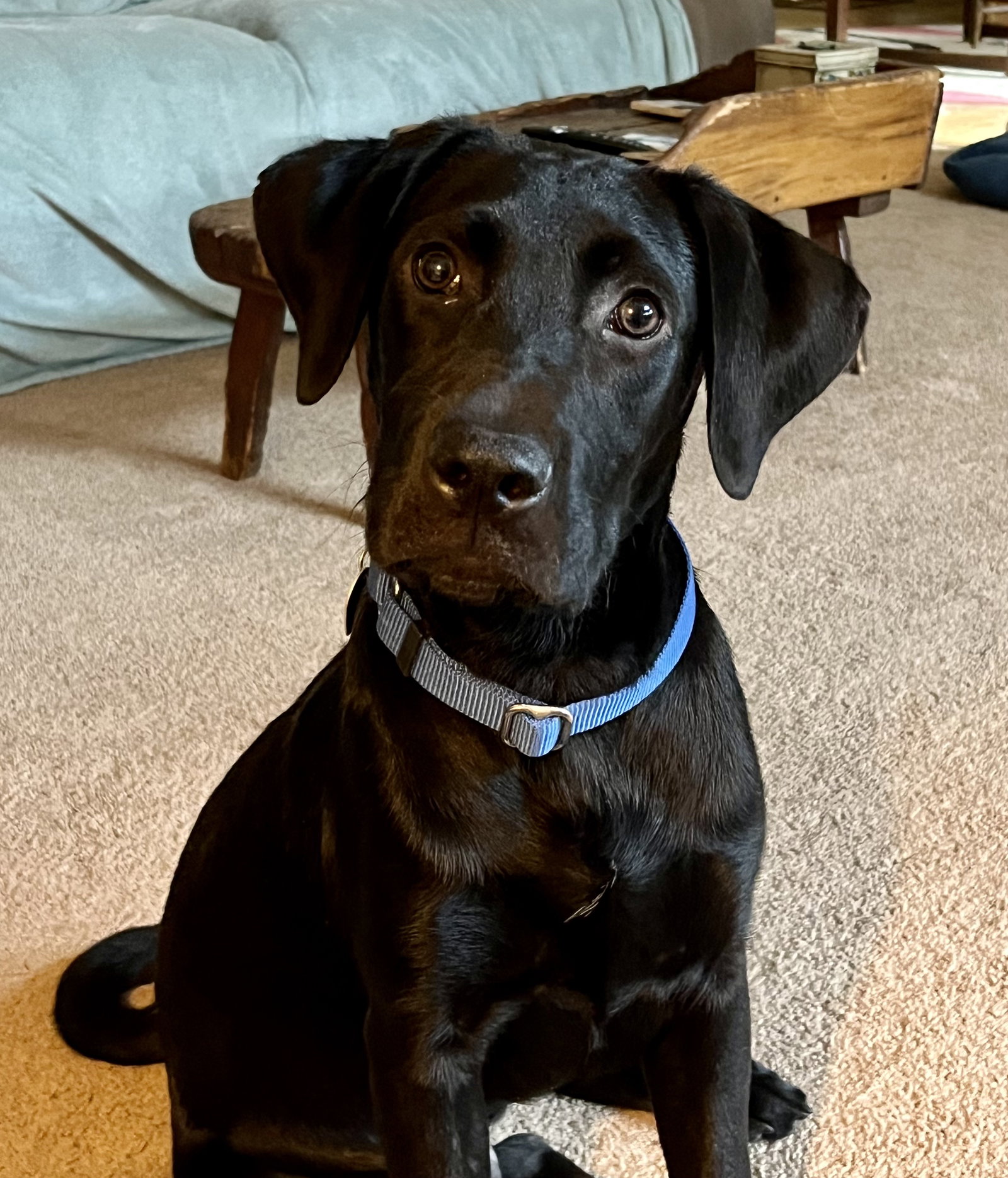 Dog for Adoption - Vale, a Labrador Retriever in Longmont, CO | Alpha Paw