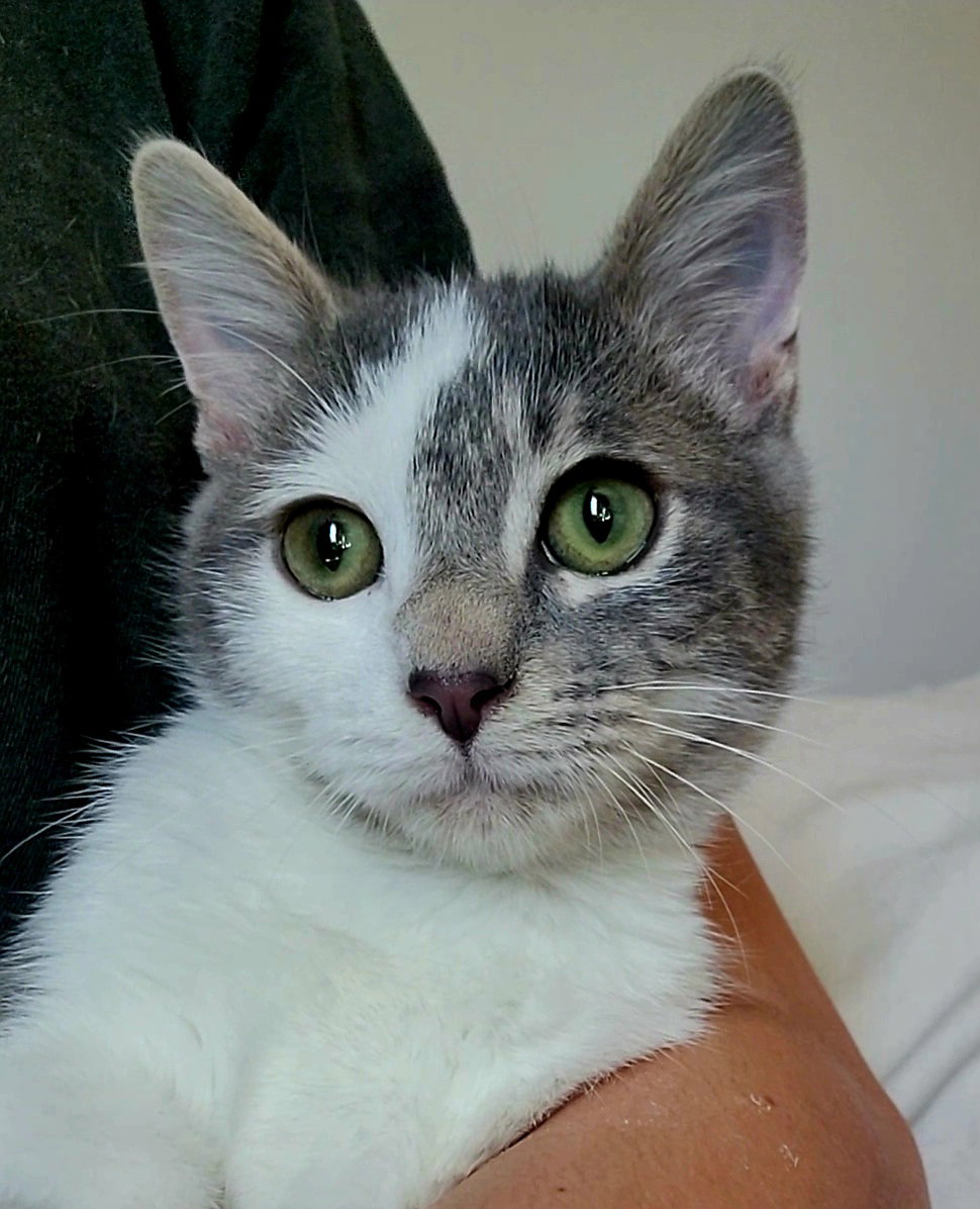 Cats for Adoption in Parker, Colorado | Alpha Paw