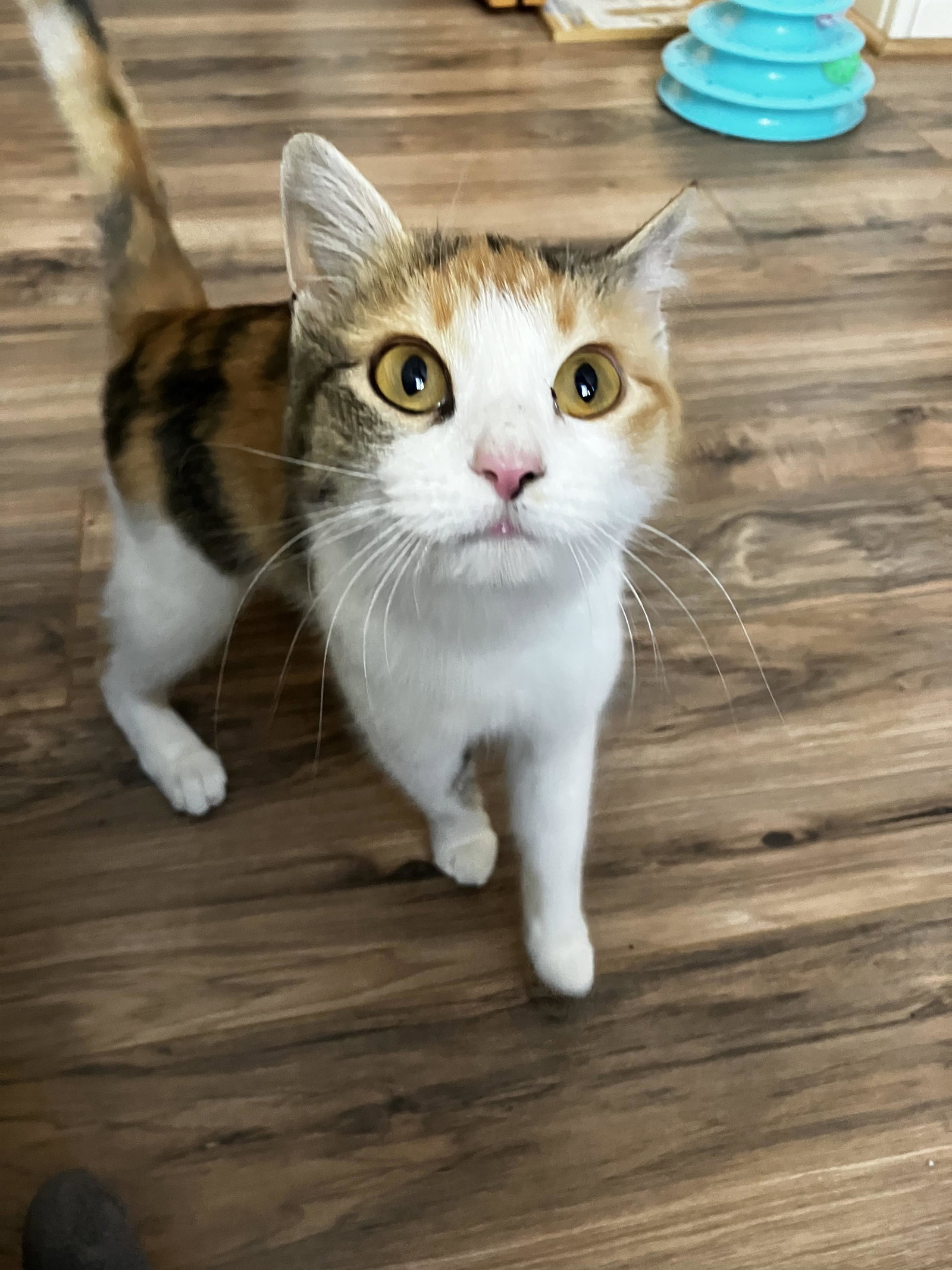 Cats for Adoption in Denver, Colorado | Alpha Paw
