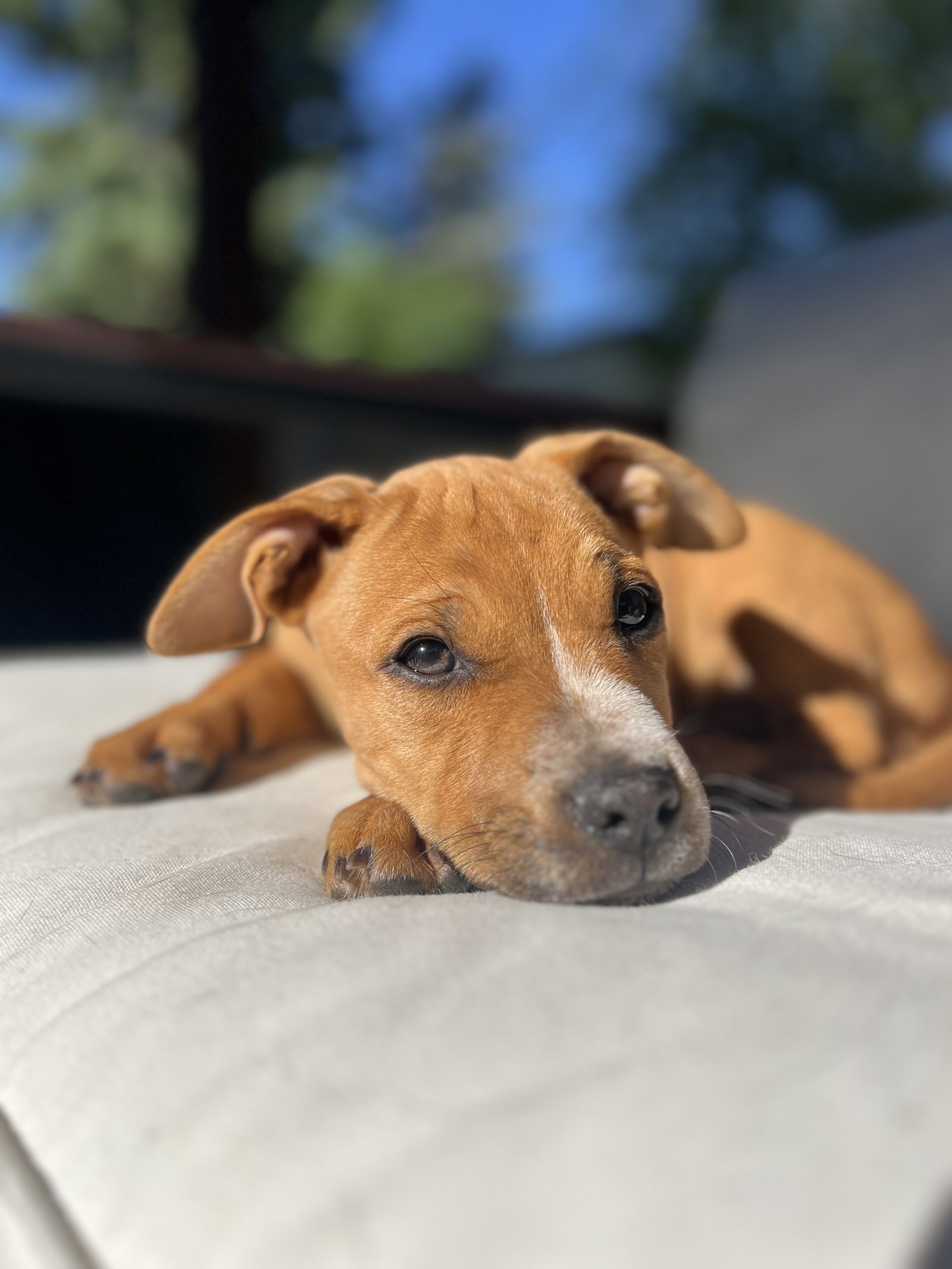 Dog for Adoption - Finley, a Labrador Retriever in Denver, CO | Alpha Paw