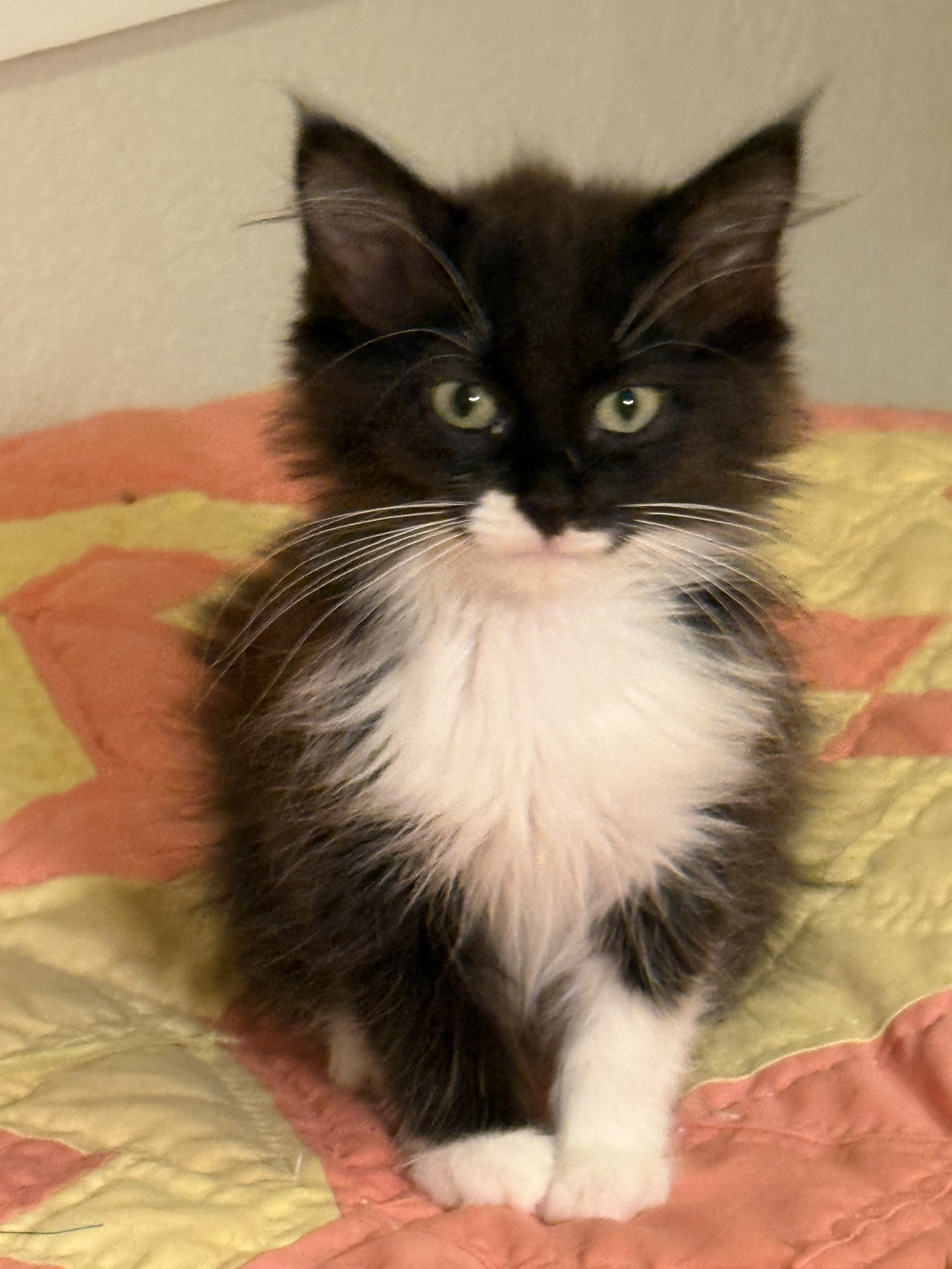Cats for Adoption in Loveland, Colorado | Alpha Paw