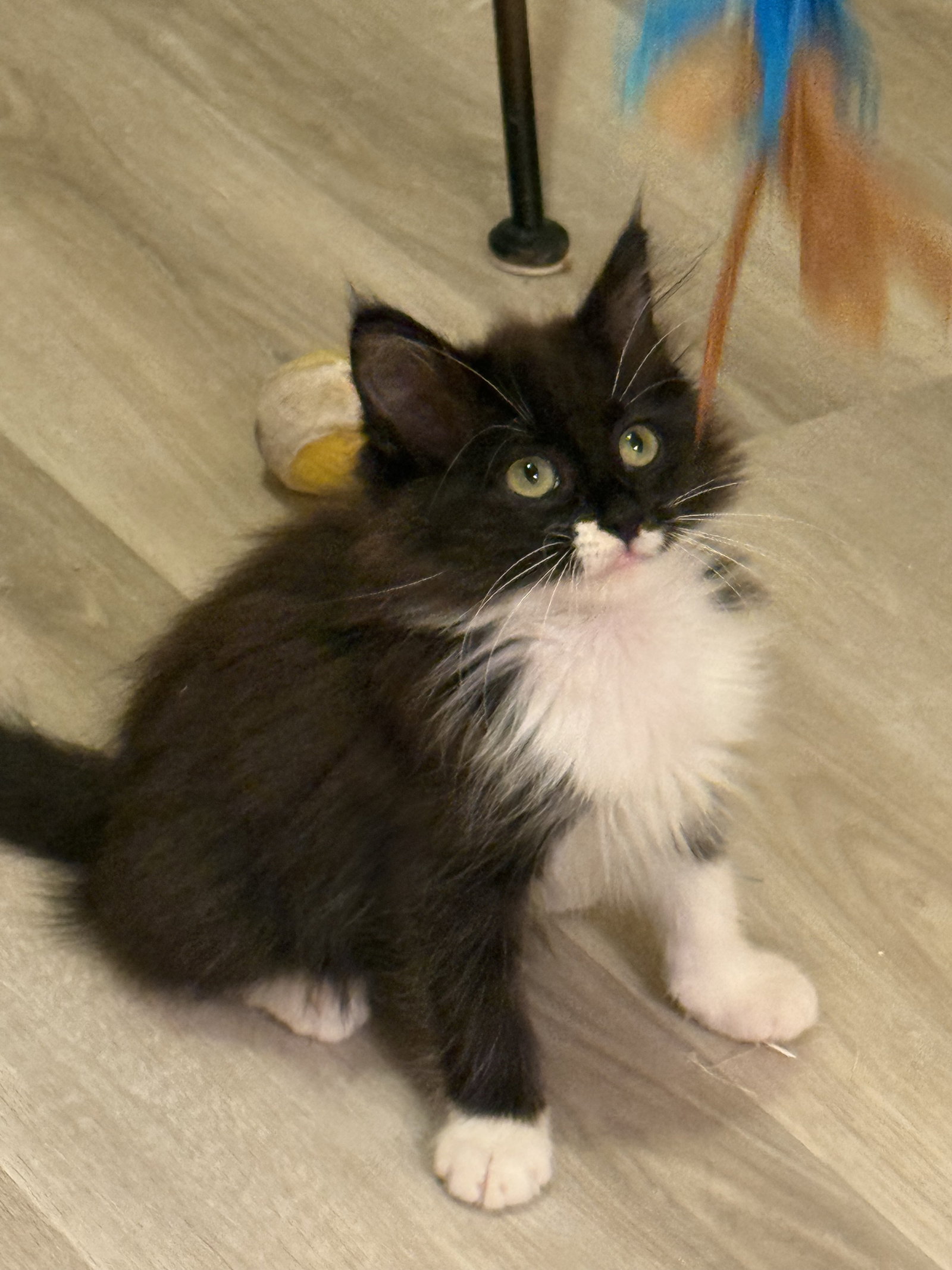 Cats for Adoption in Loveland, Colorado | Alpha Paw