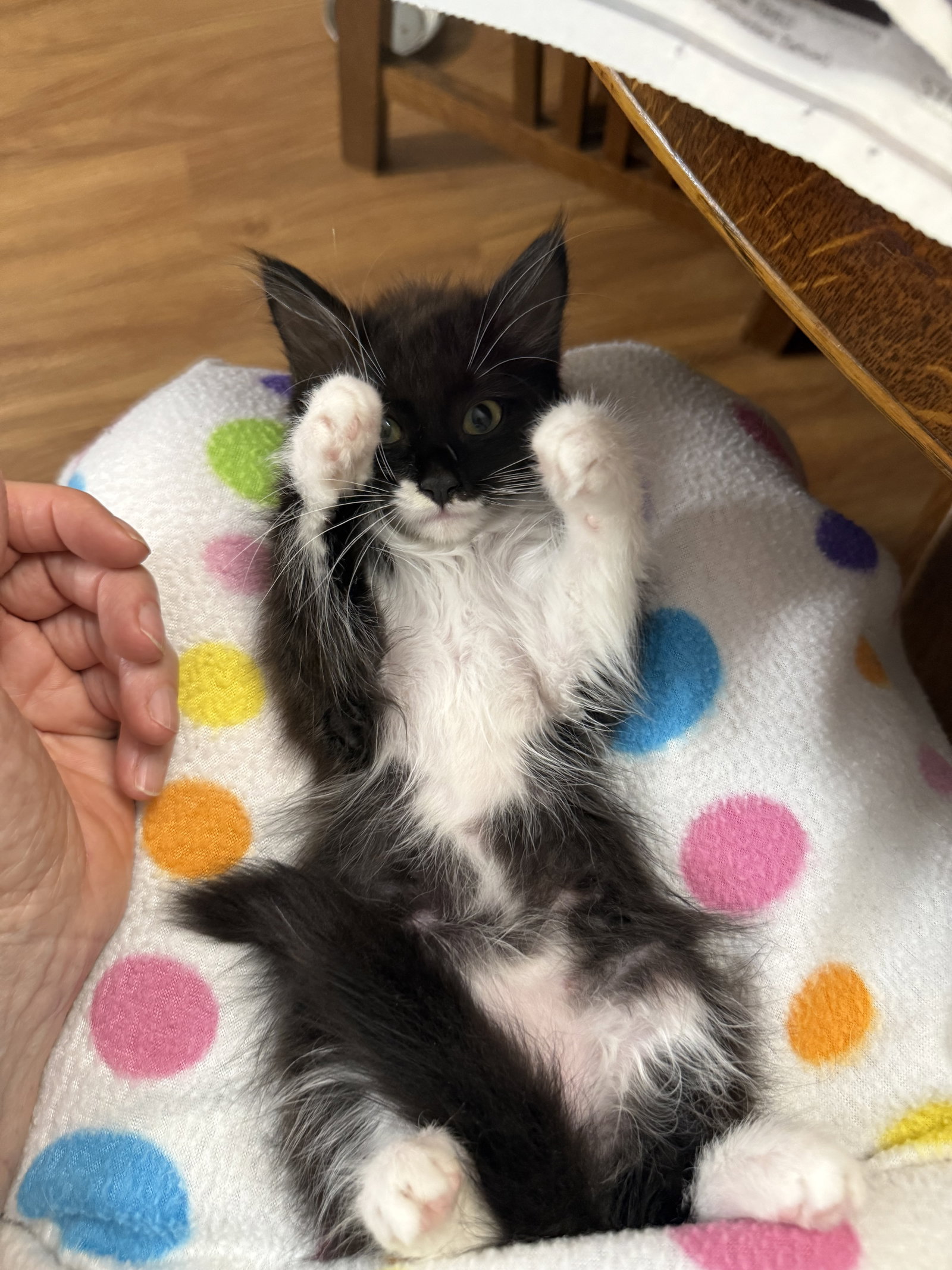 Cats for Adoption in Loveland, Colorado | Alpha Paw