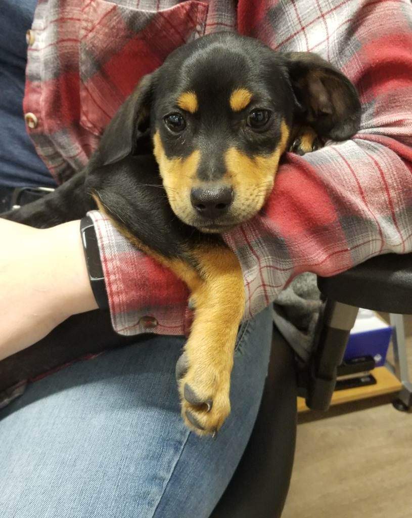 Dog for Adoption - Amy and Alica, a Terrier in Ocala, FL | Alpha Paw