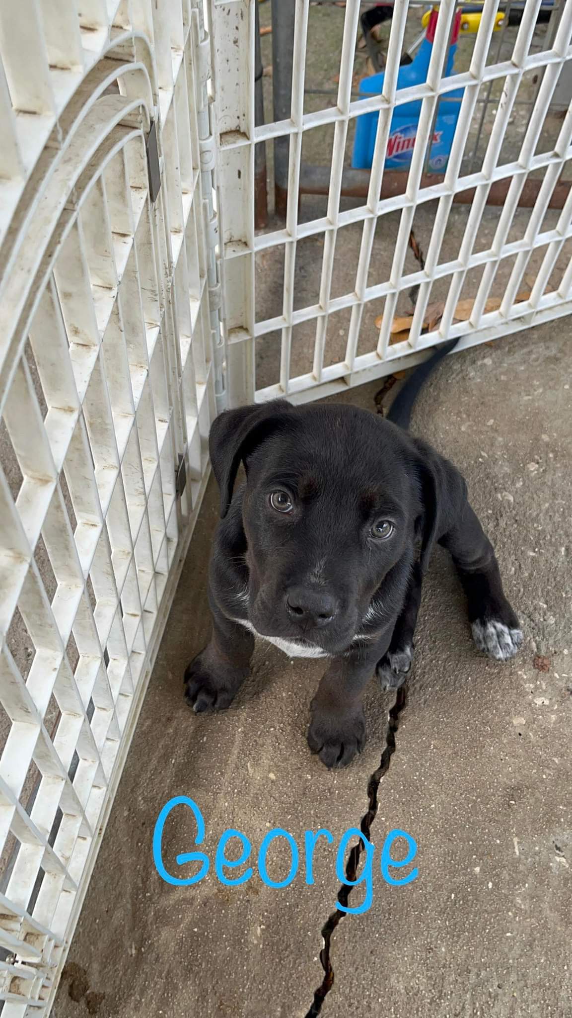 Dog for Adoption - George and Elane, a Black Labrador Retriever in ...