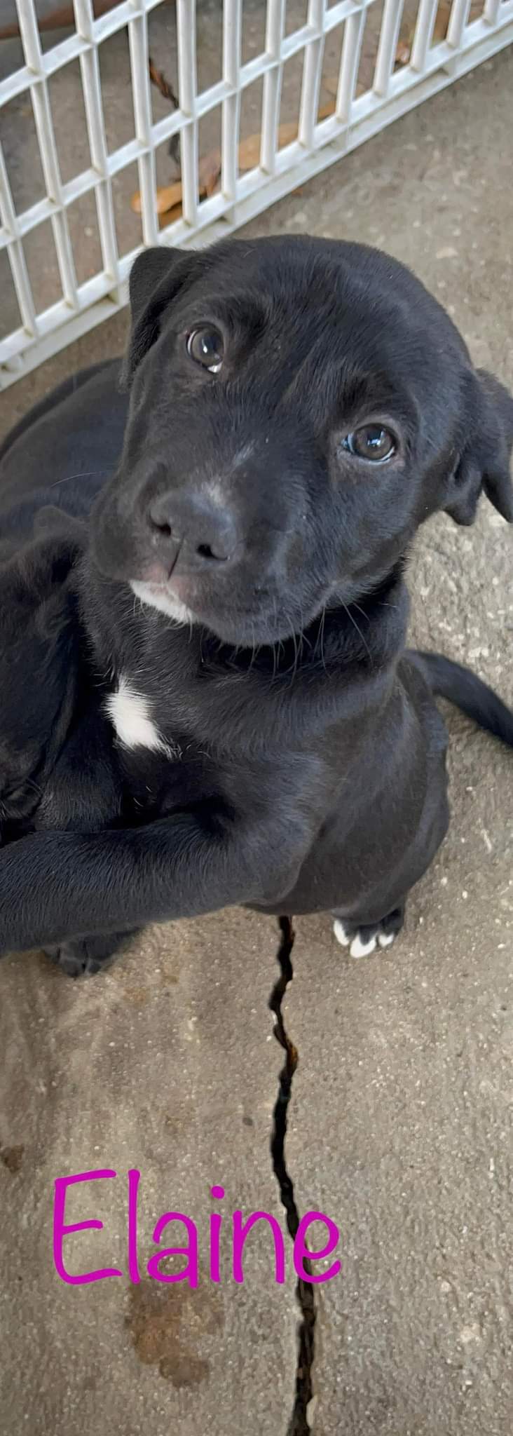 Dog for Adoption - George and Elane, a Black Labrador Retriever in ...